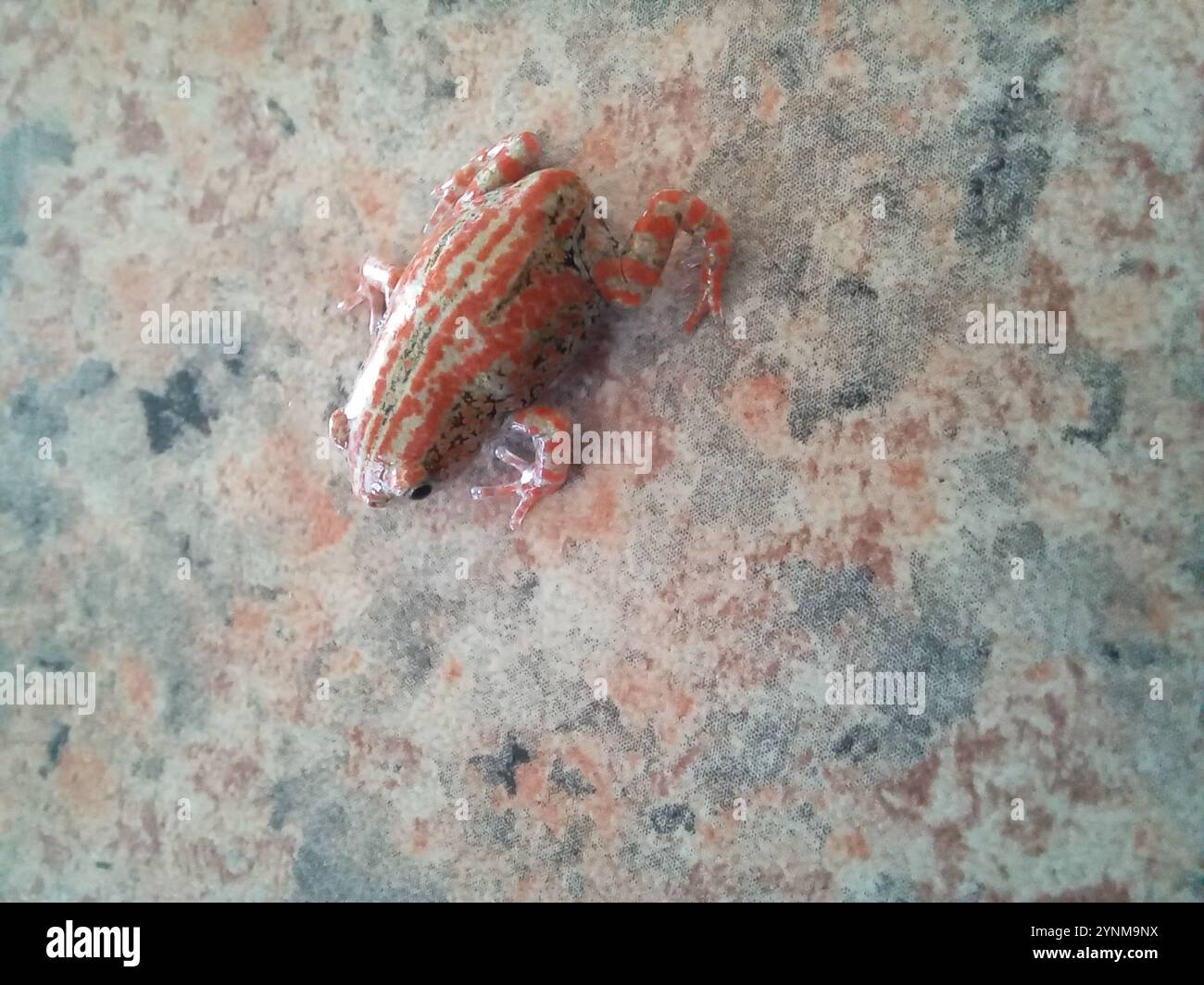 Red-Banded Rubber Frog (Phrynomantis bifasciatus Stock Photo - Alamy