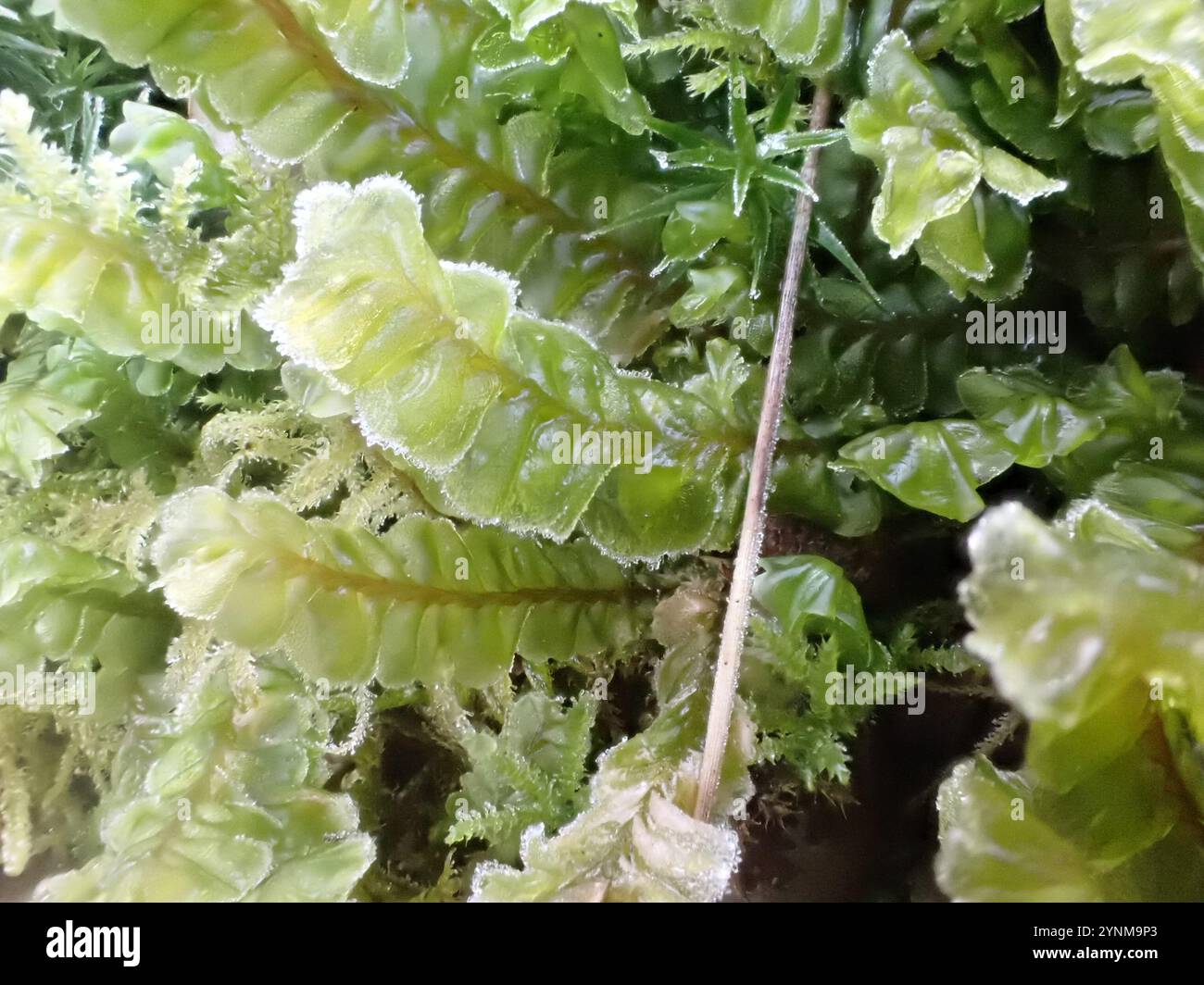 Plagiochila asplenioides hi-res stock photography and images - Alamy