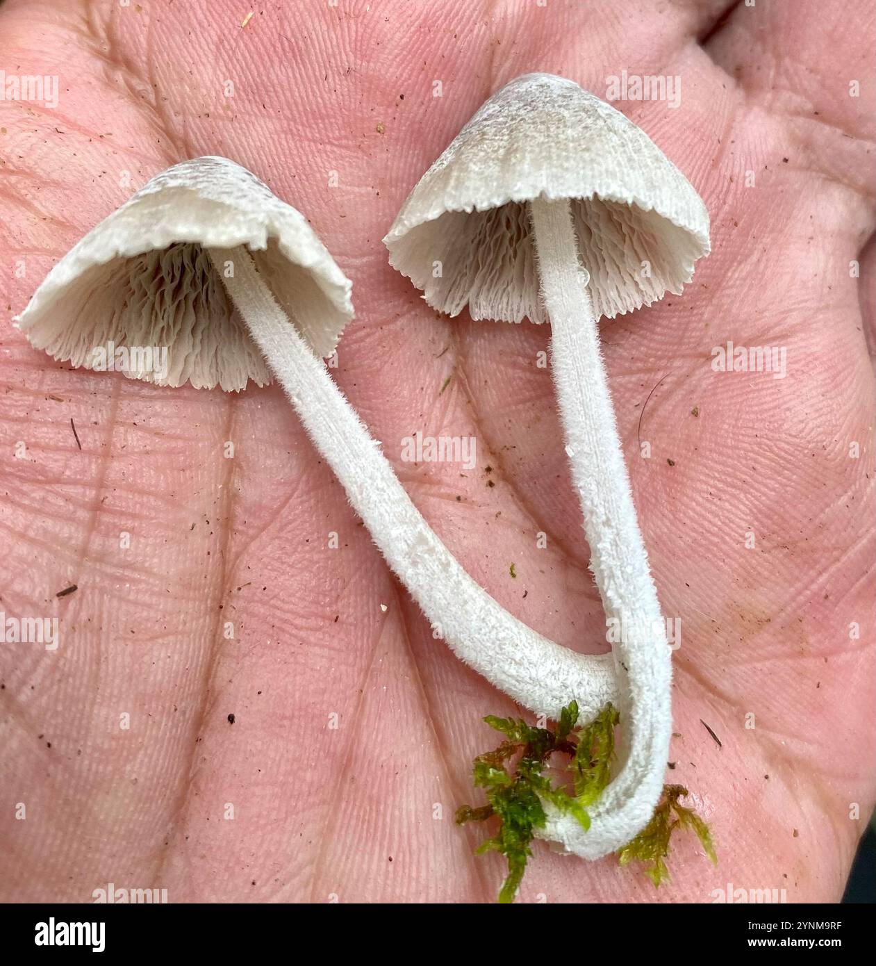 Common Gilled Mushrooms and Allies (Agaricales Stock Photo - Alamy