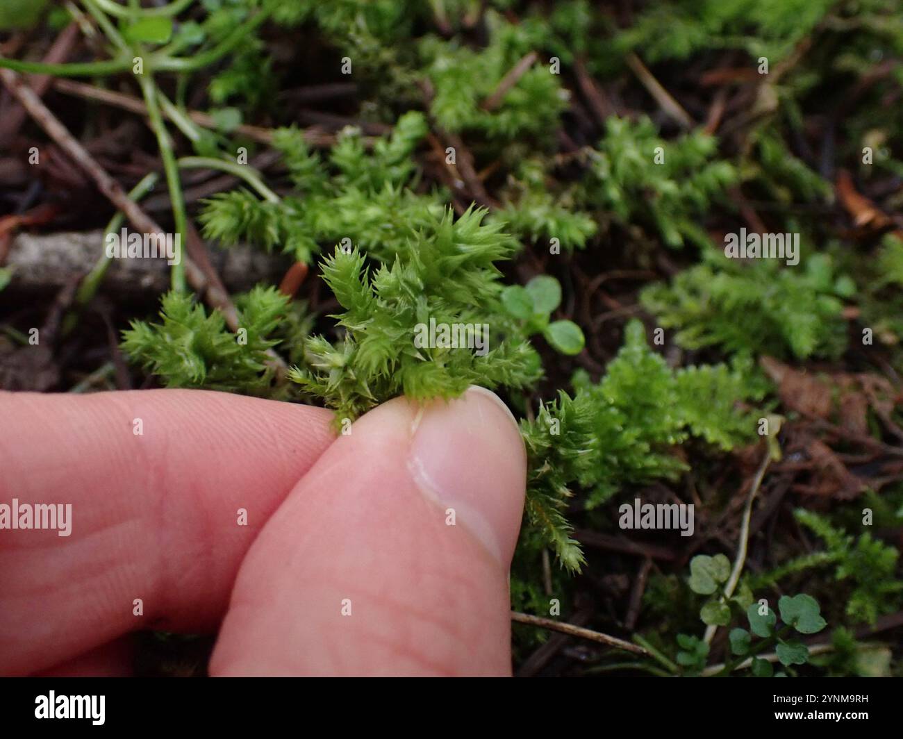 rough goose neck moss (Hylocomiadelphus triquetrus Stock Photo - Alamy