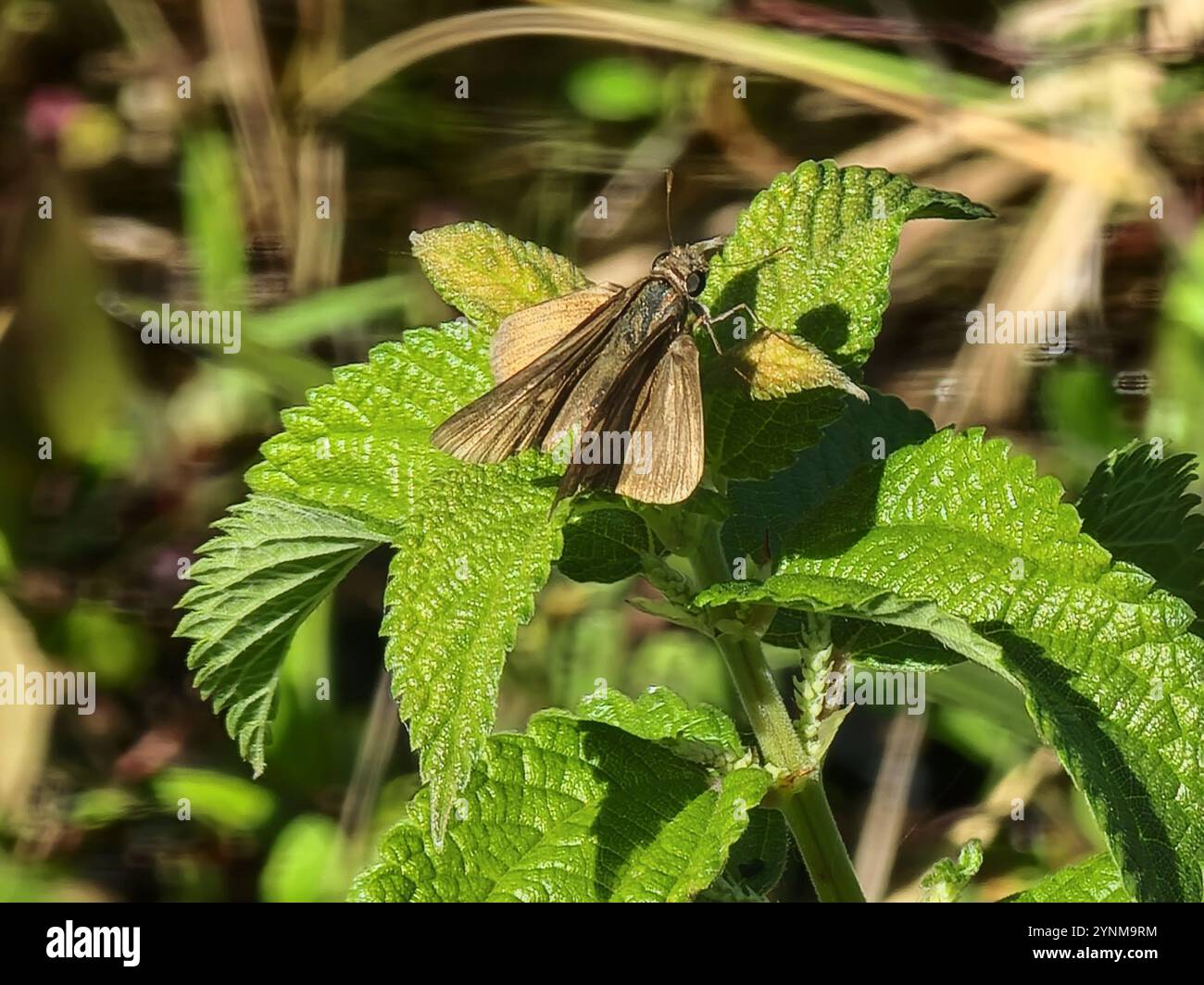 Ocola Skipper (Panoquina ocola Stock Photo - Alamy