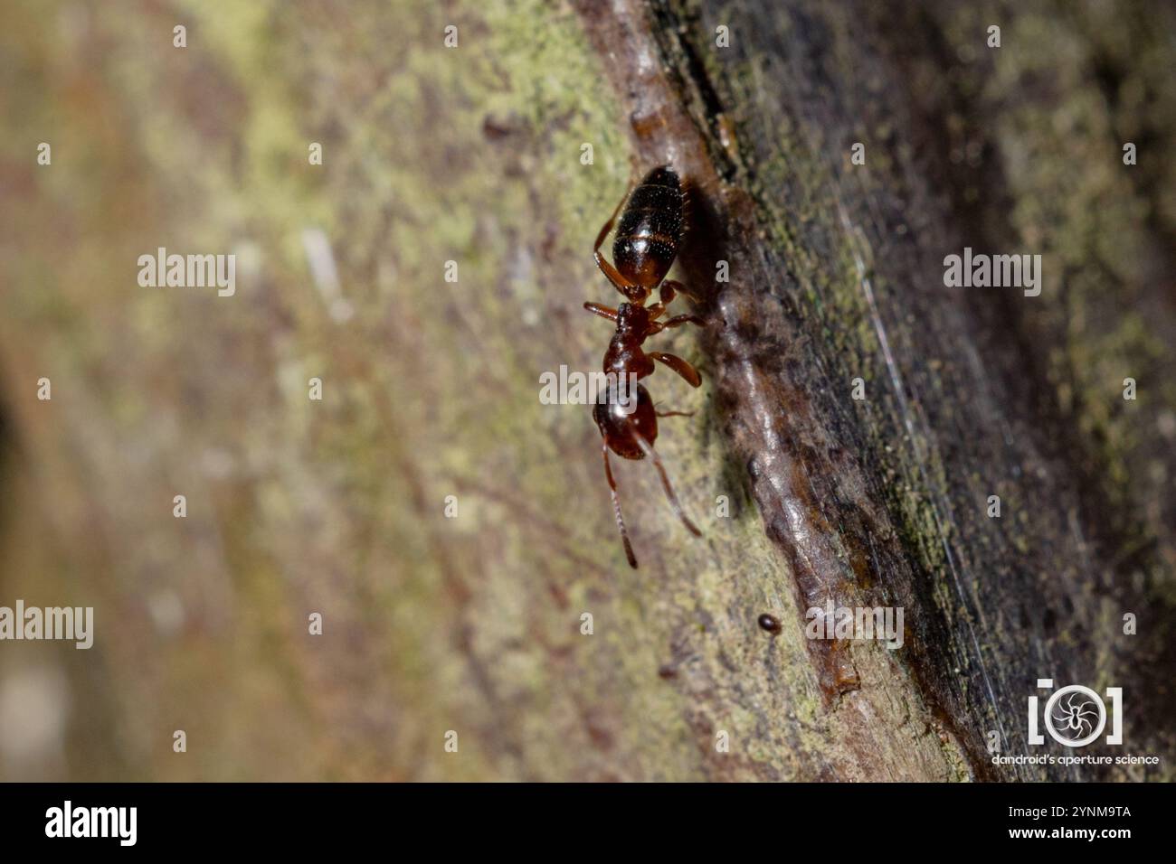 Gate-keeper Ants (Colobopsis Stock Photo - Alamy