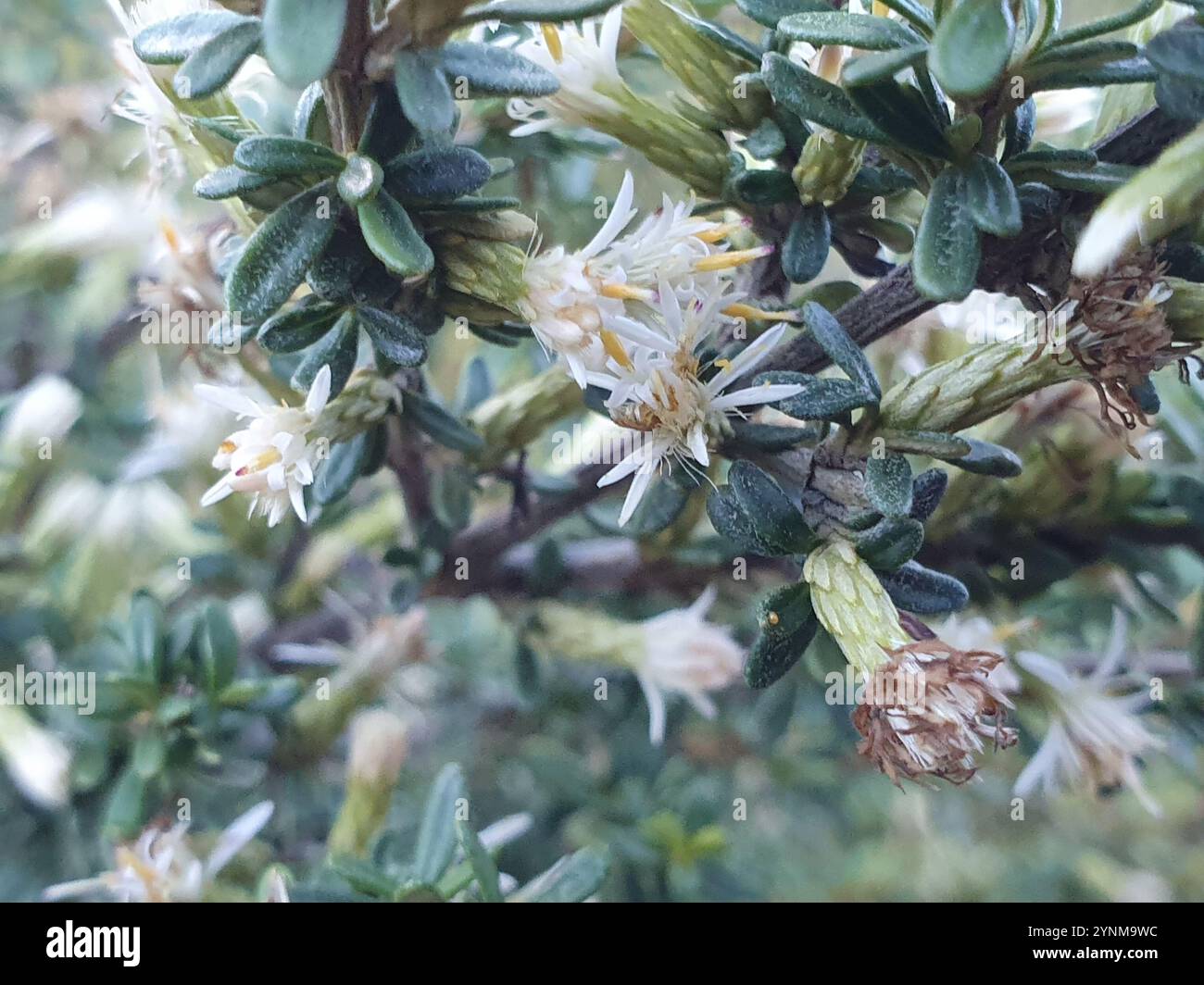 Coastal tree daisy (Olearia solandri Stock Photo - Alamy