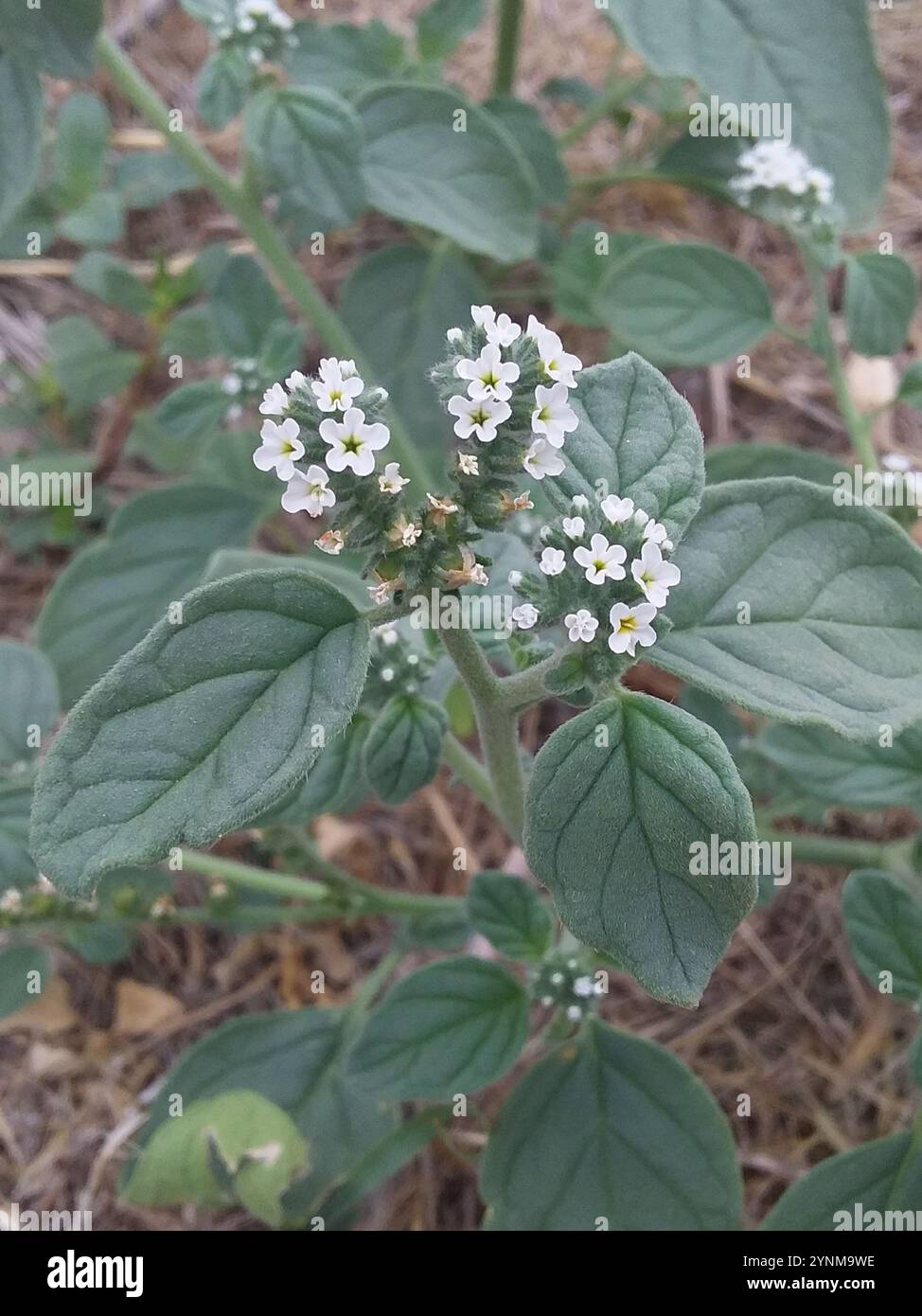 Heliotropium europaeum hi-res stock photography and images - Alamy