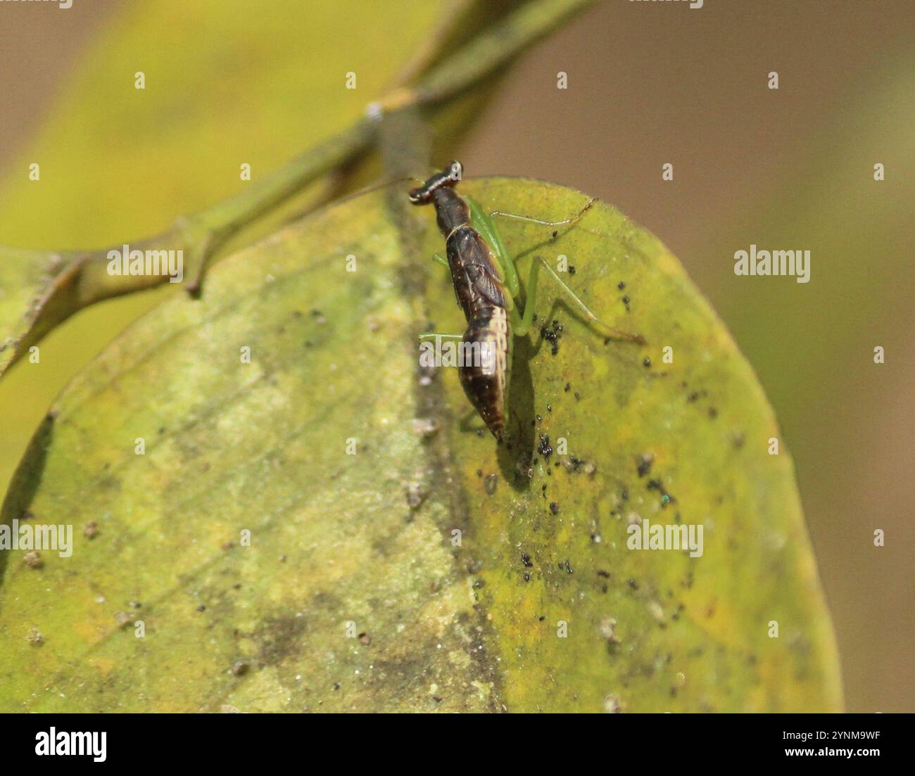Planiceps odontomantis hi-res stock photography and images - Alamy