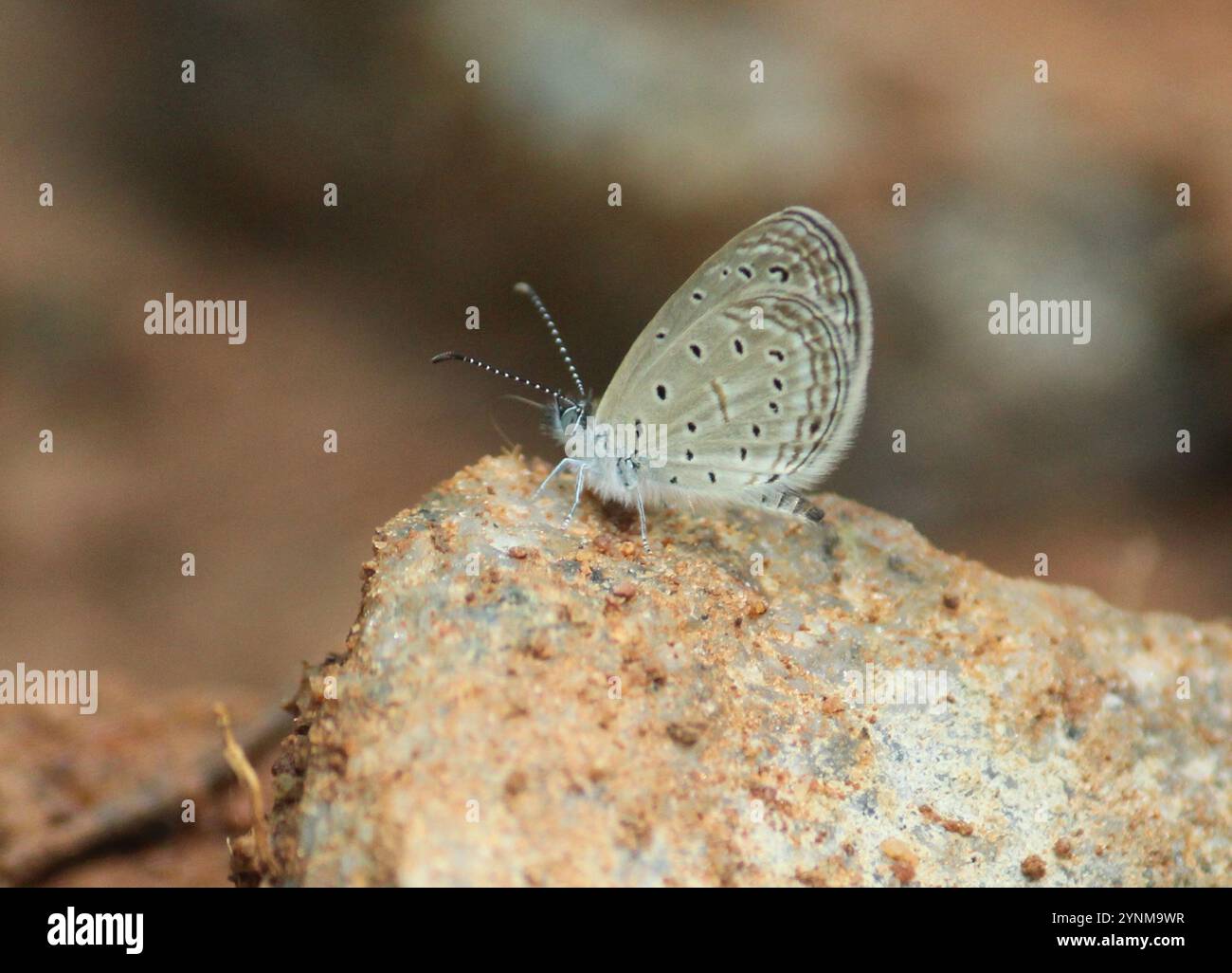 Tiny Grass Blue (Zizula hylax Stock Photo - Alamy