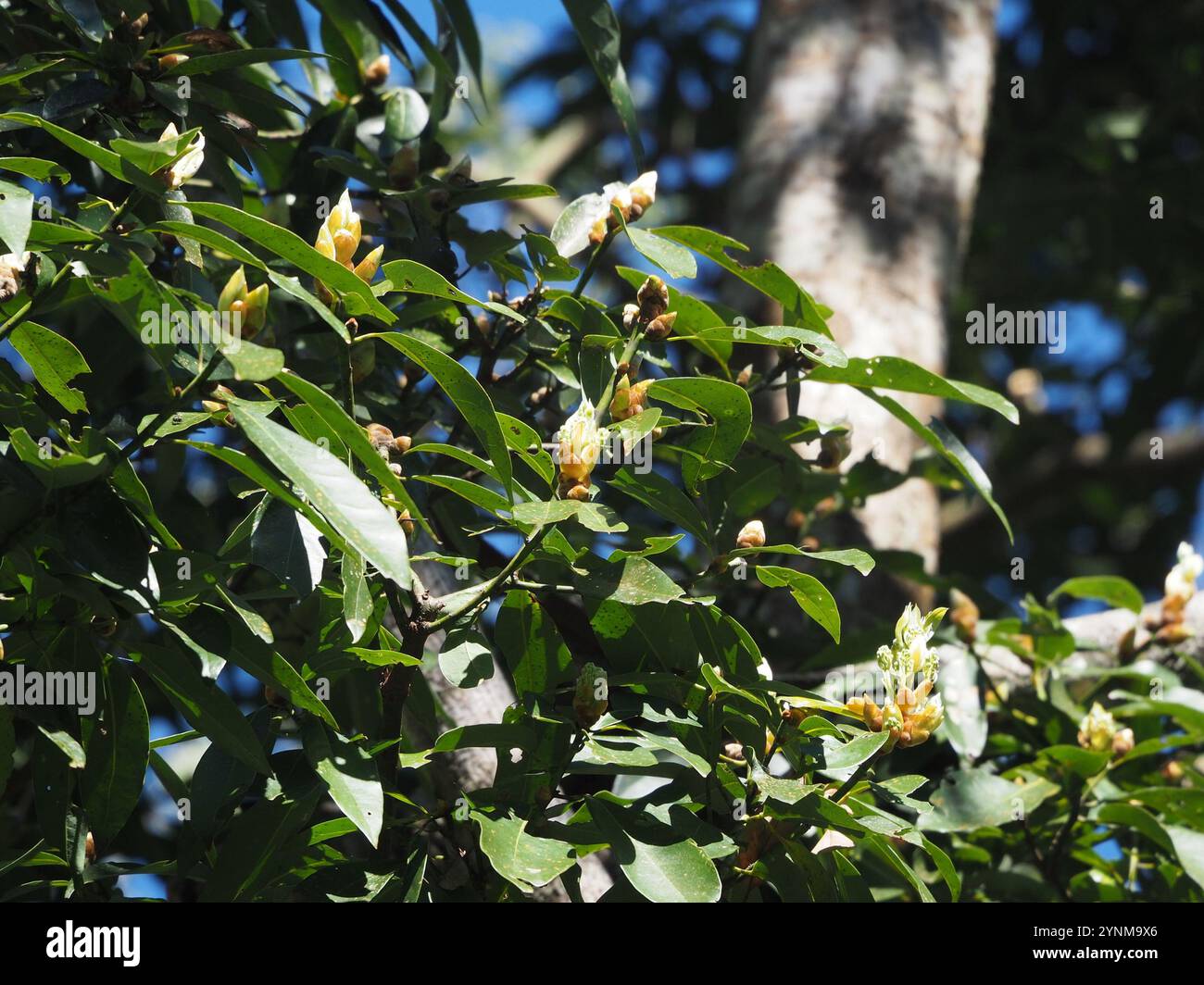 Machilus thunbergii hi-res stock photography and images - Alamy