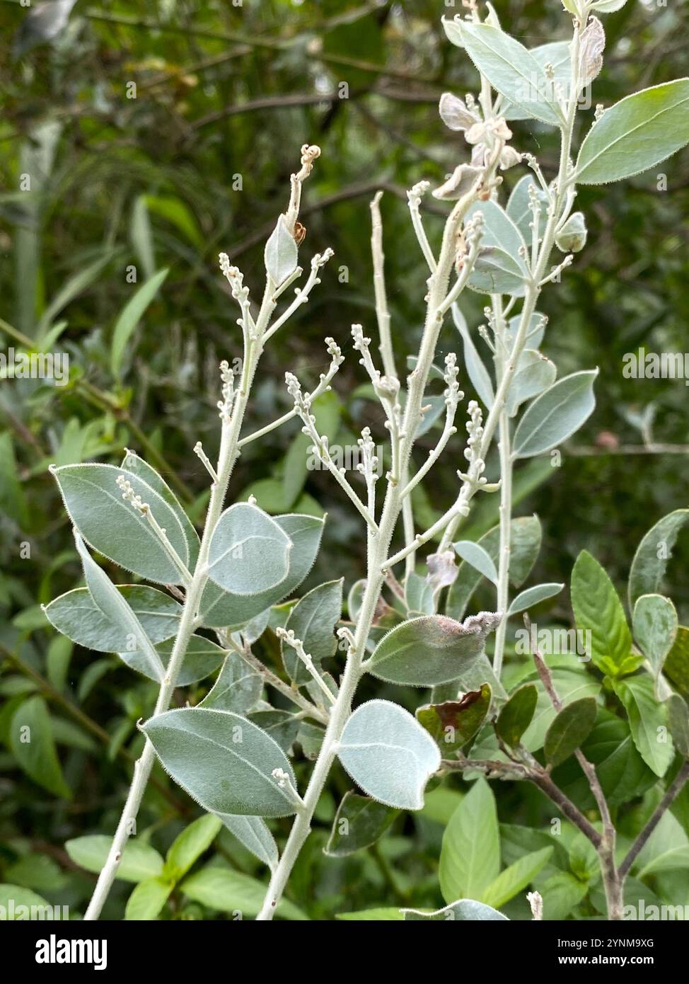 Queensland silver wattle (Acacia podalyriifolia Stock Photo - Alamy