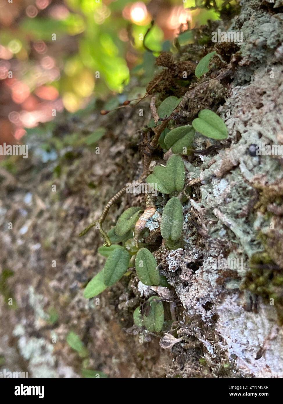 Pygmy Tree Orchid (Bulbophyllum pygmaeum Stock Photo - Alamy