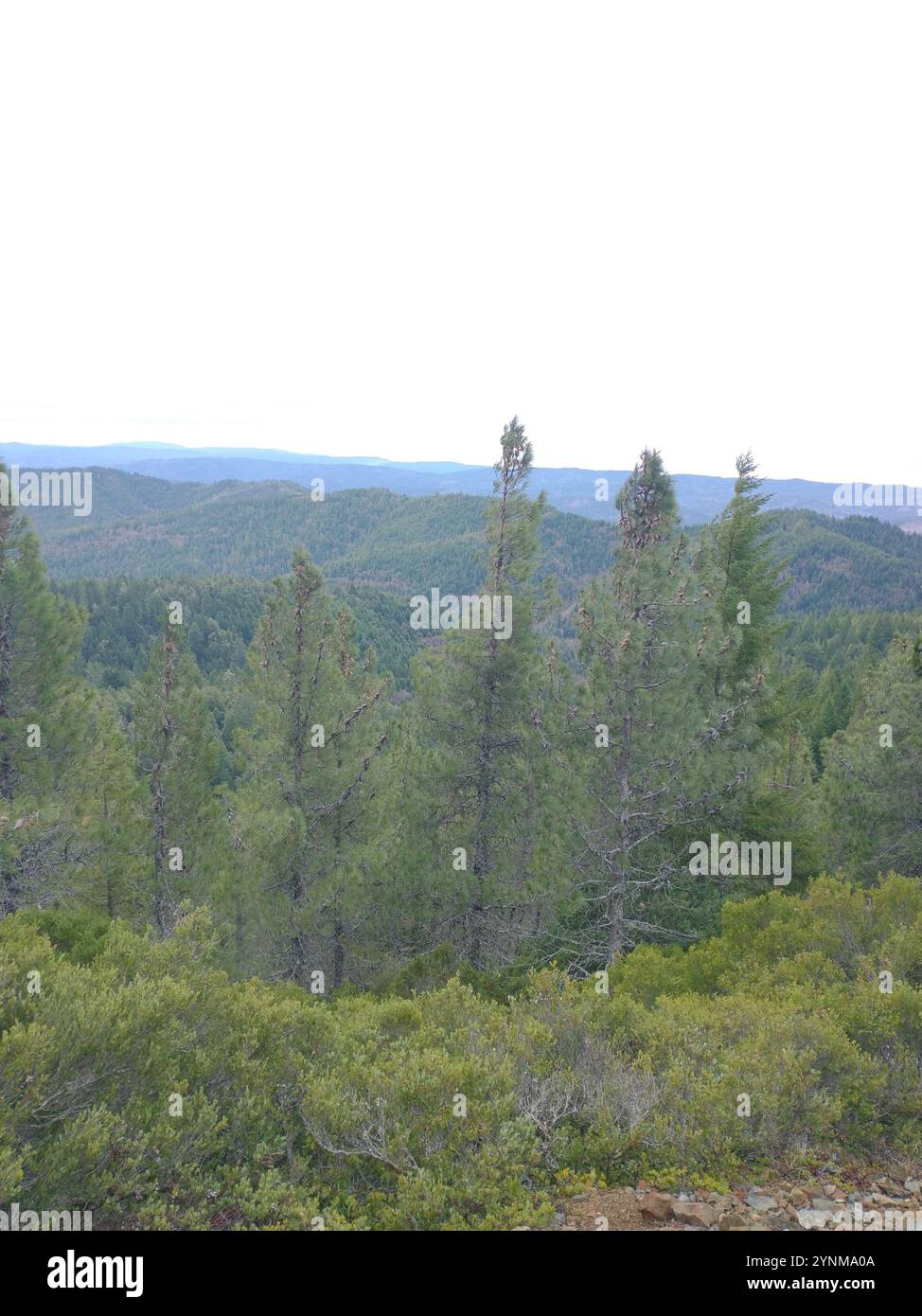 knobcone pine (Pinus attenuata Stock Photo - Alamy