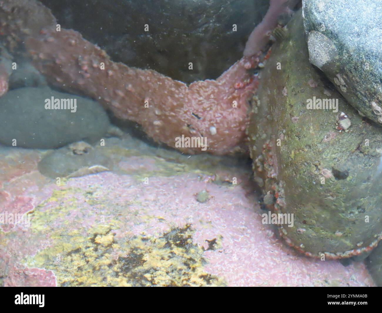 Crustose coralline algae hi-res stock photography and images - Alamy