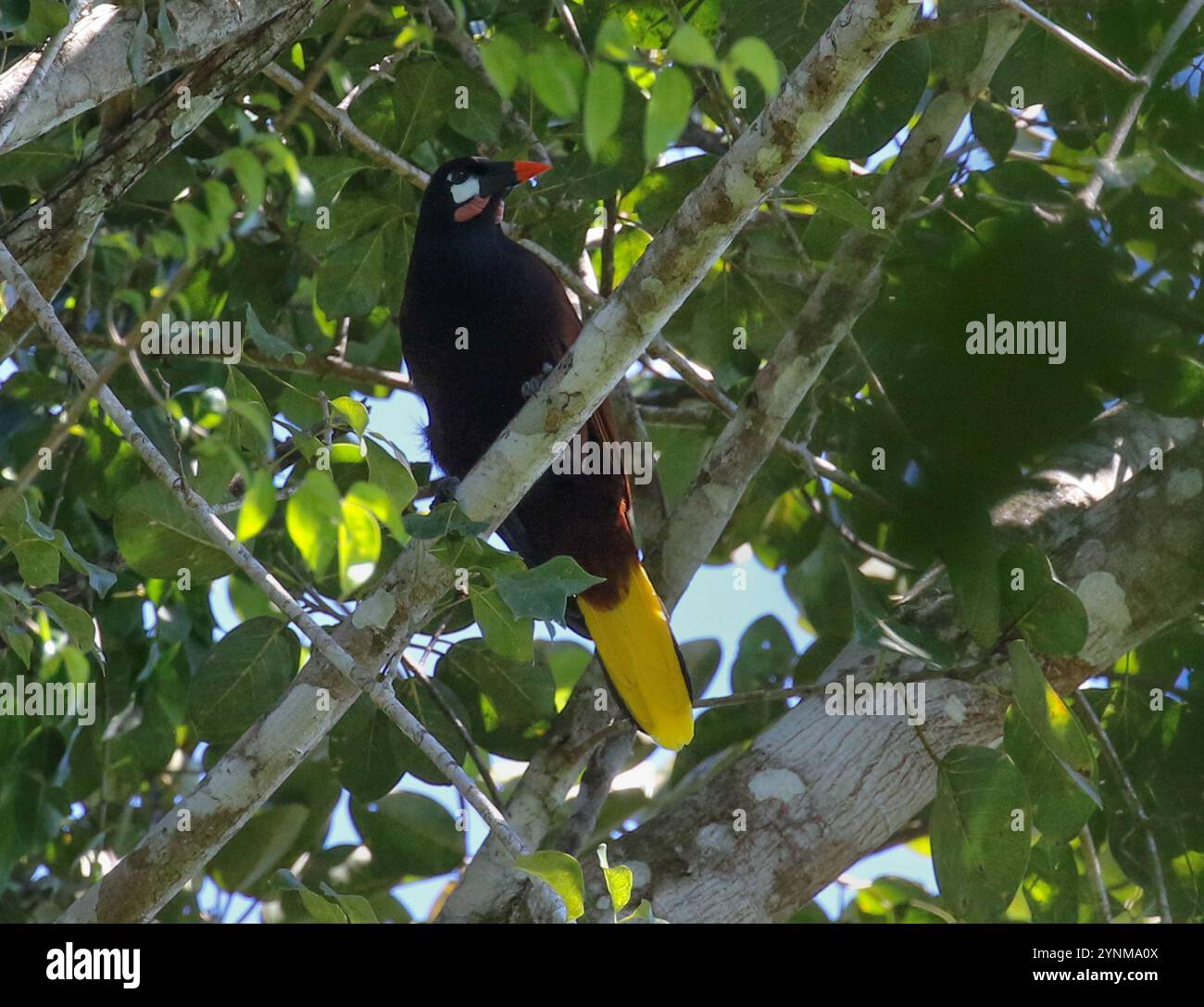 Montezuma Oropendola (Psarocolius montezuma Stock Photo - Alamy