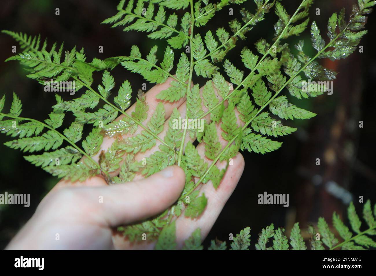 spreading wood fern (Dryopteris expansa Stock Photo - Alamy