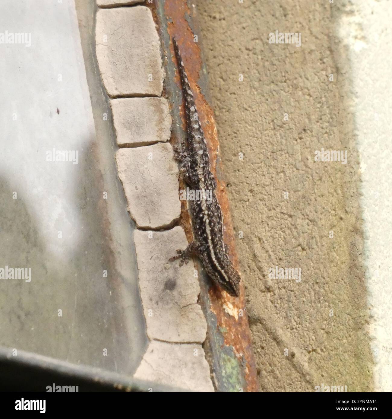 Common Dwarf Gecko (Lygodactylus capensis Stock Photo - Alamy