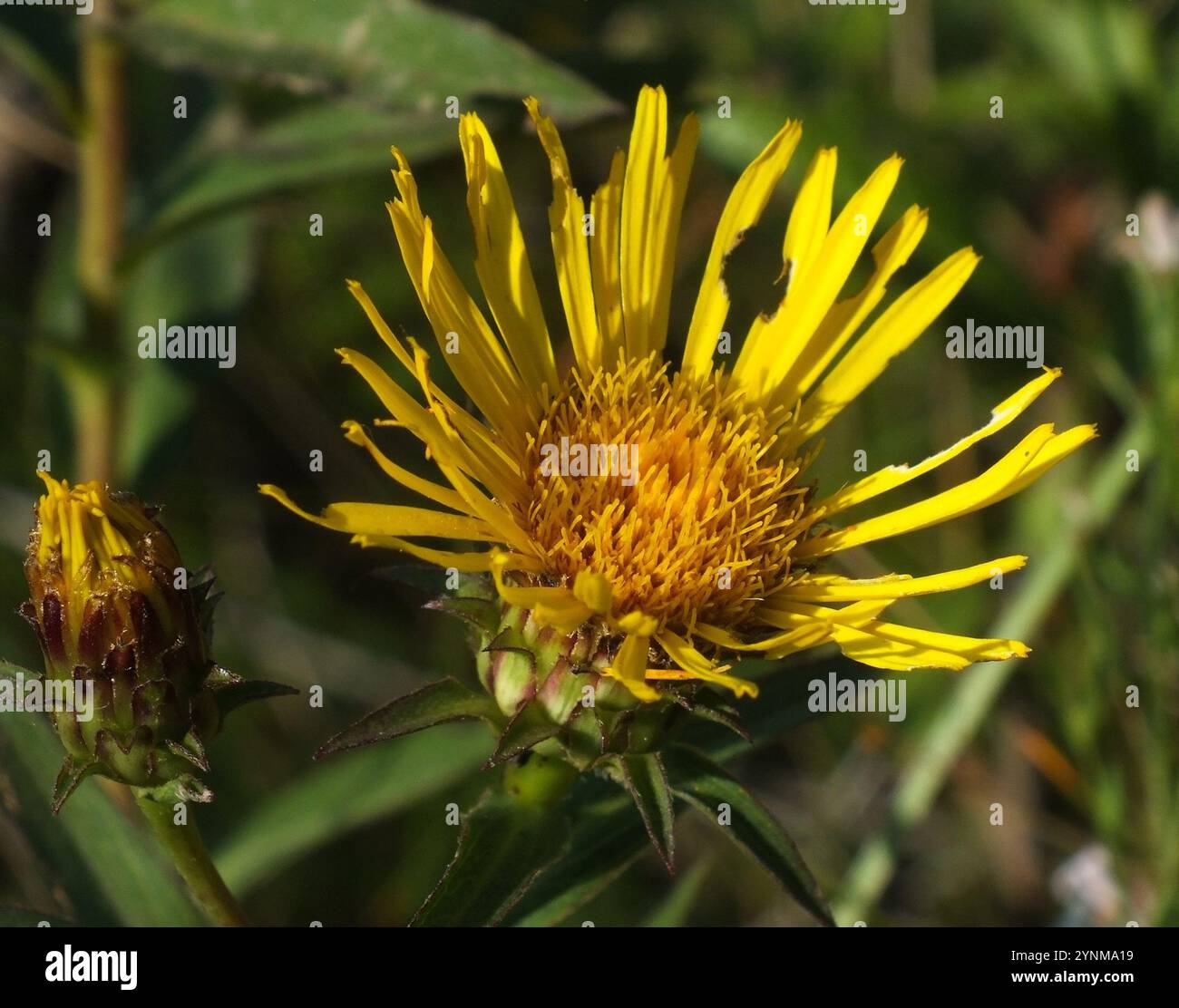 Sword-leaved Inula (Pentanema ensifolium Stock Photo - Alamy