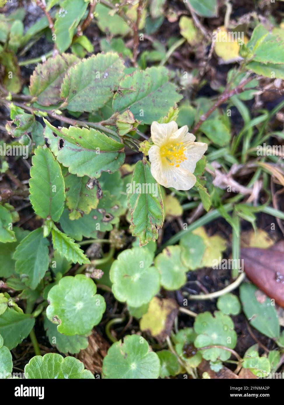 Common Fanpetals (Sida ulmifolia Stock Photo - Alamy
