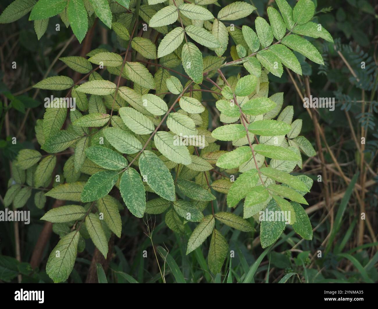 (Rhus chinensis roxburghii Stock Photo - Alamy