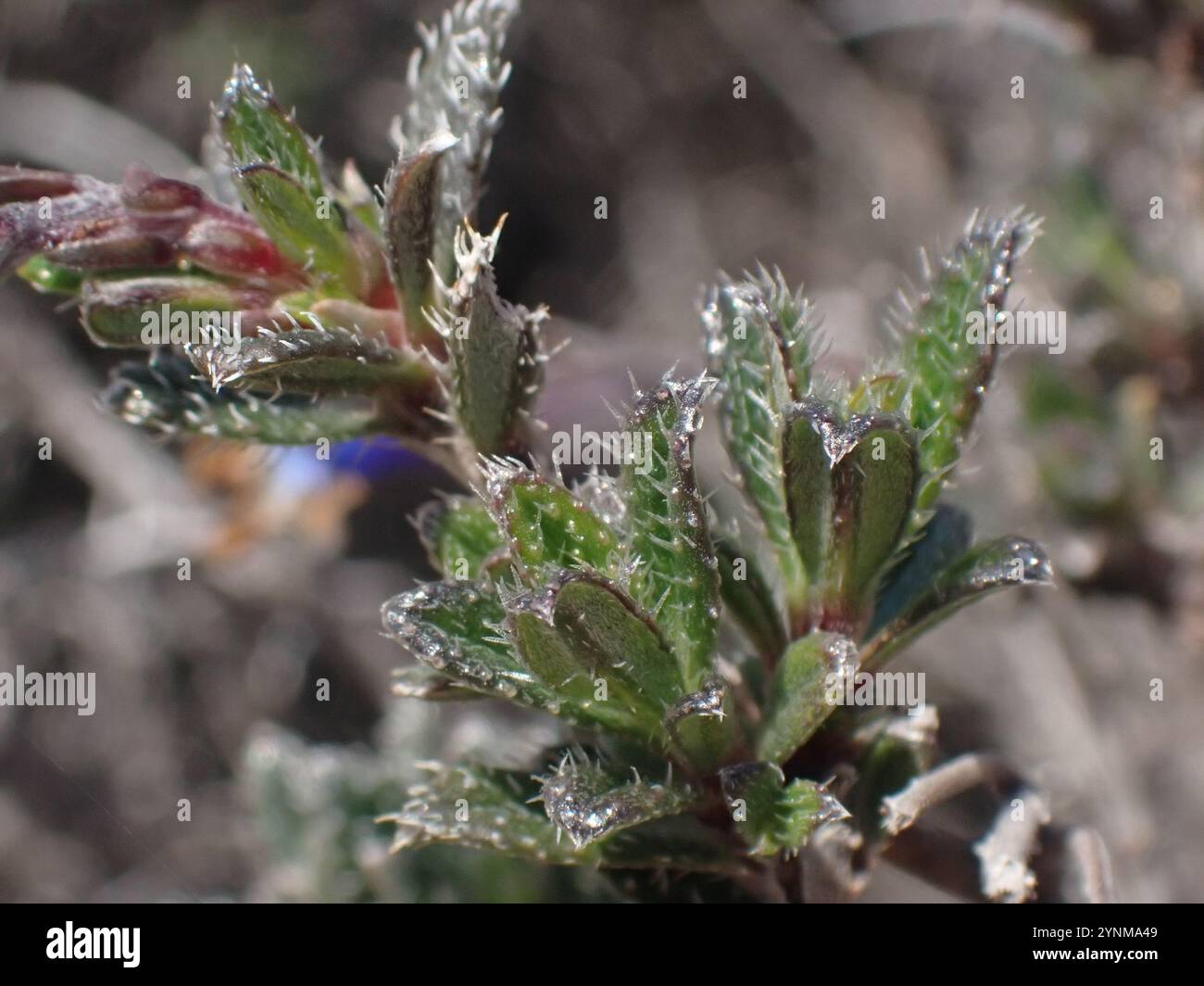 Shrubby Gromwell (Lithodora hispidula hispidula Stock Photo - Alamy