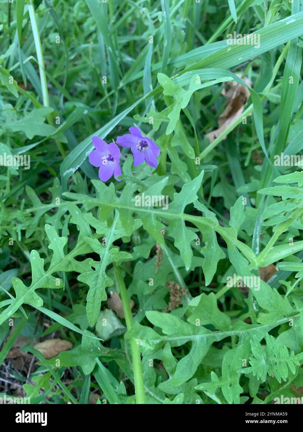 Fiesta Flower (Pholistoma auritum Stock Photo - Alamy