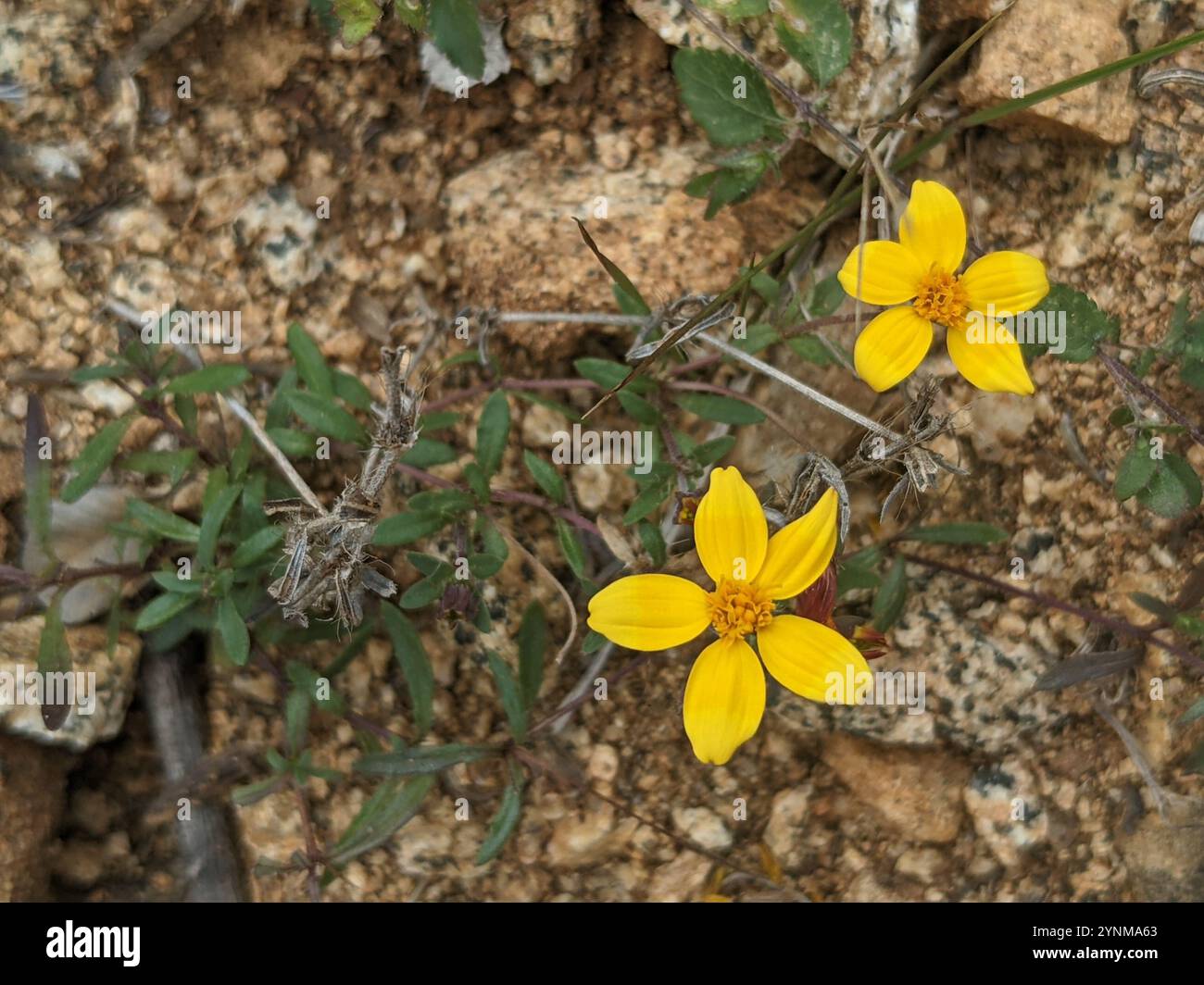 Cape chinchweed (Pectis multiseta Stock Photo - Alamy