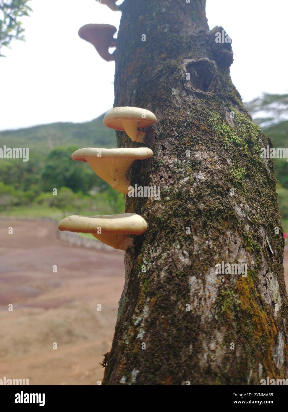 Funnel Woodcap (Lentinus sajor-caju Stock Photo - Alamy