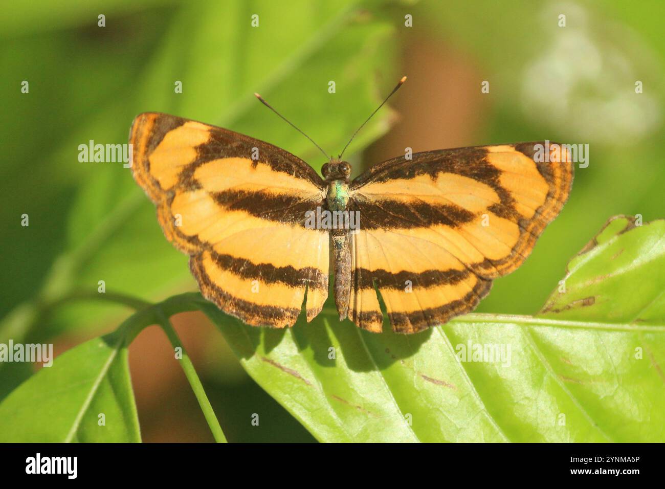 Common Lascar (Pantoporia hordonia Stock Photo - Alamy