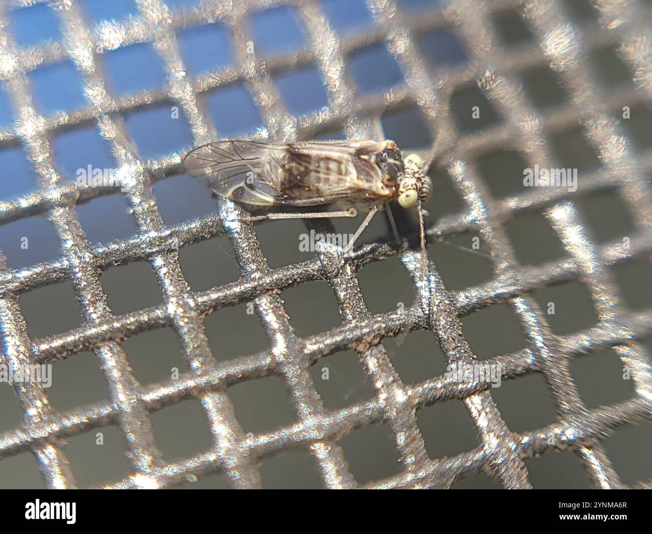 Common Barklice (Psocidae Stock Photo - Alamy
