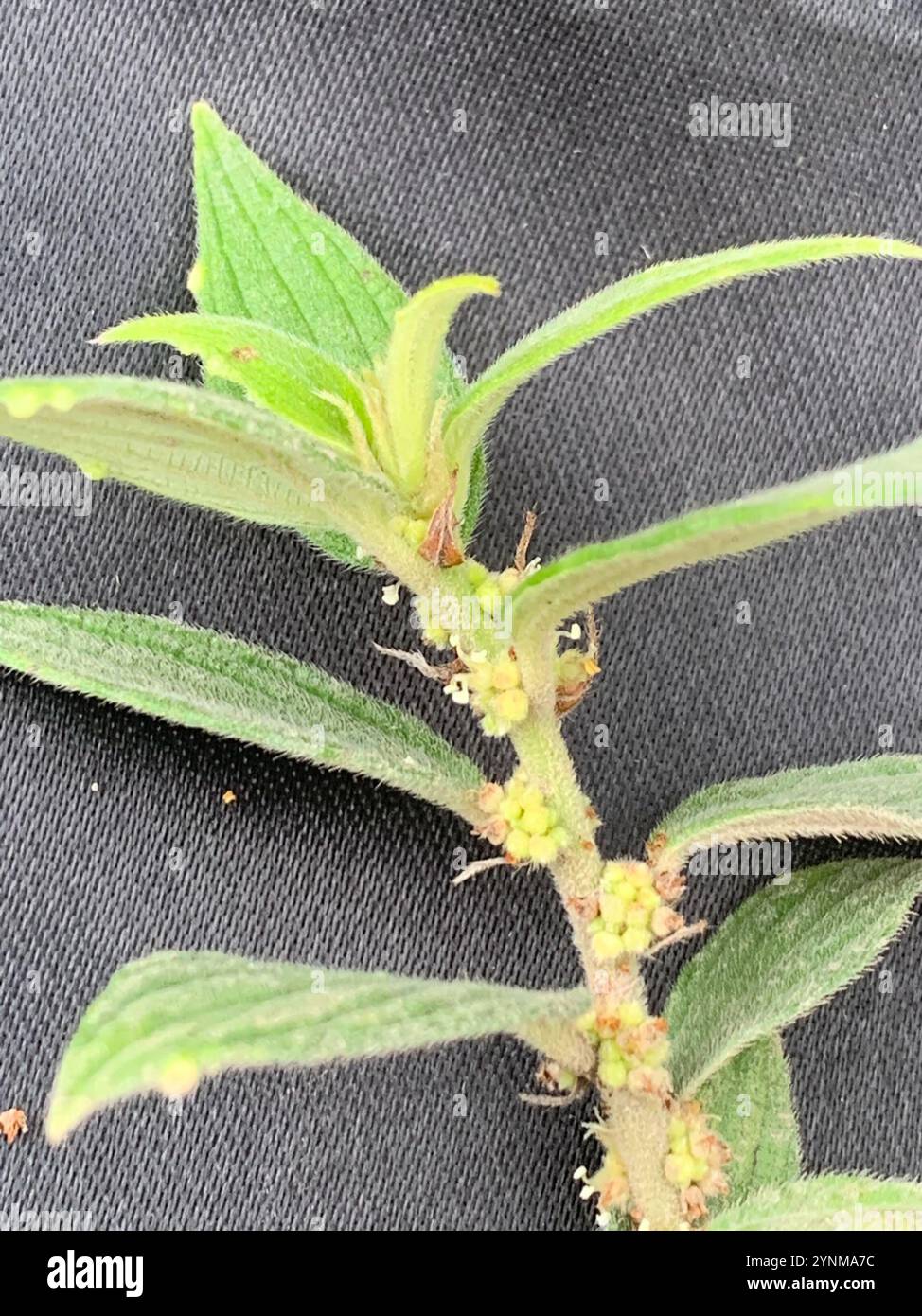 nettle family (Urticaceae Stock Photo - Alamy