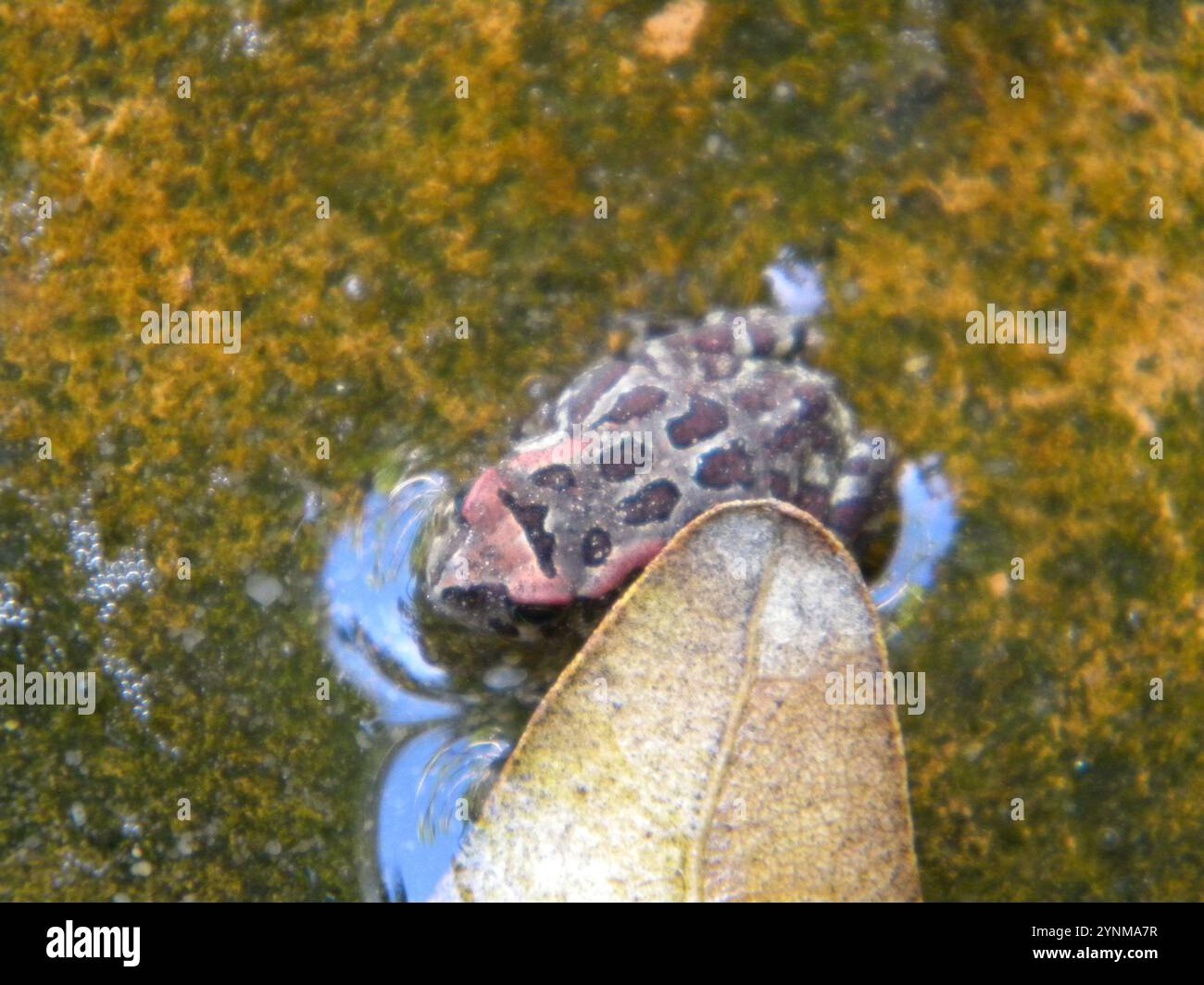 Western Leopard Toad (Sclerophrys pantherina Stock Photo - Alamy