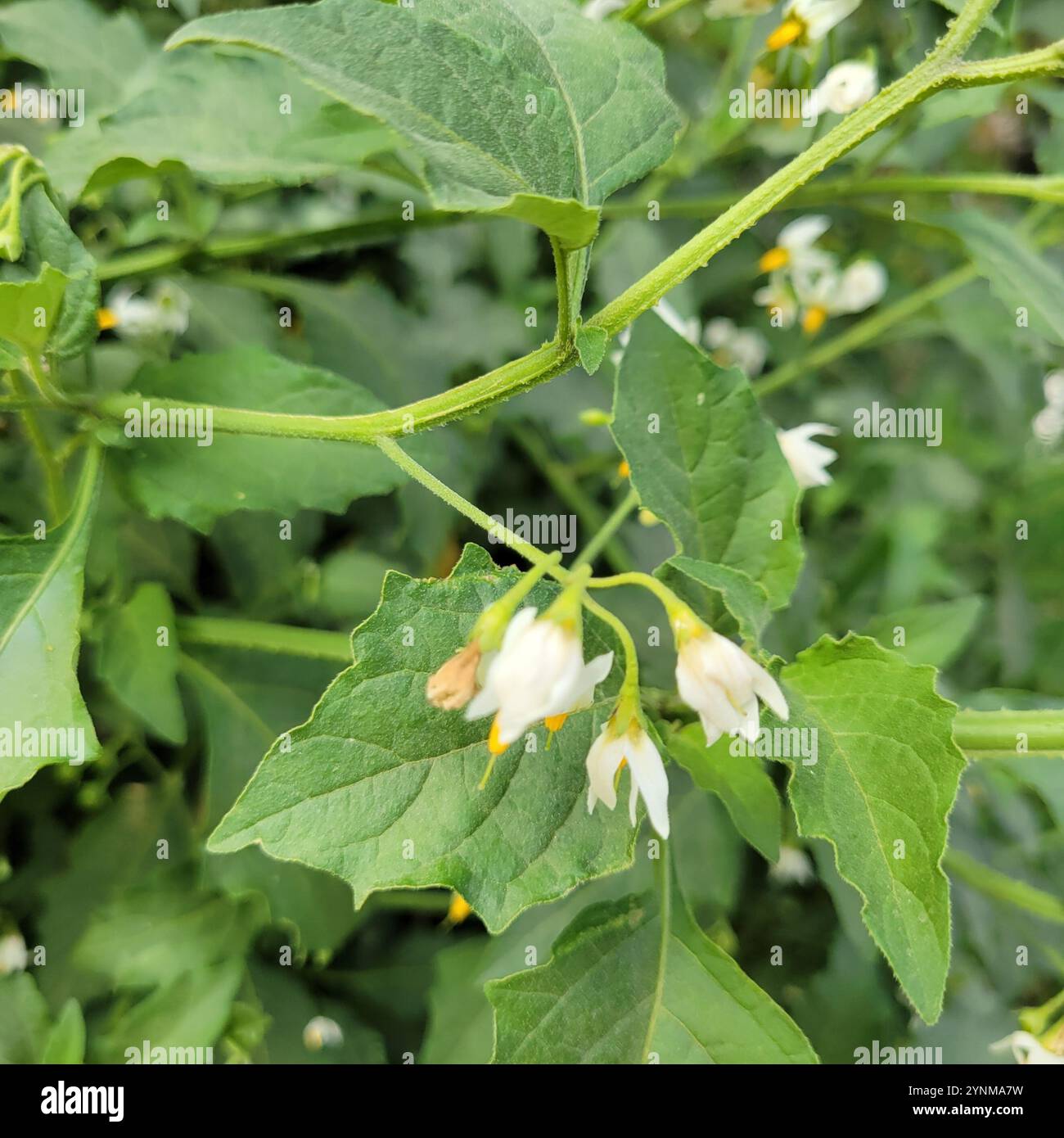 greenspot nightshade (Solanum douglasii Stock Photo - Alamy