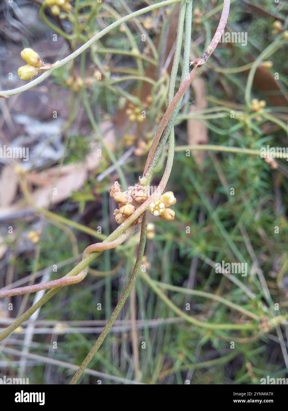 Downy Dodder-laurel (Cassytha pubescens Stock Photo - Alamy