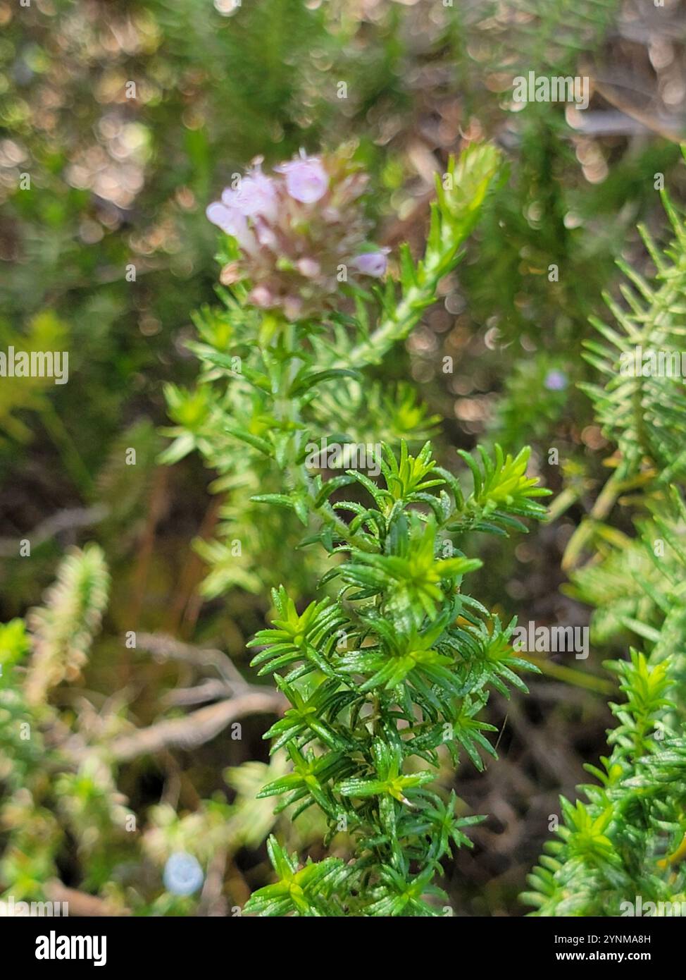 Florida pennyroyal (Piloblephis rigida Stock Photo - Alamy
