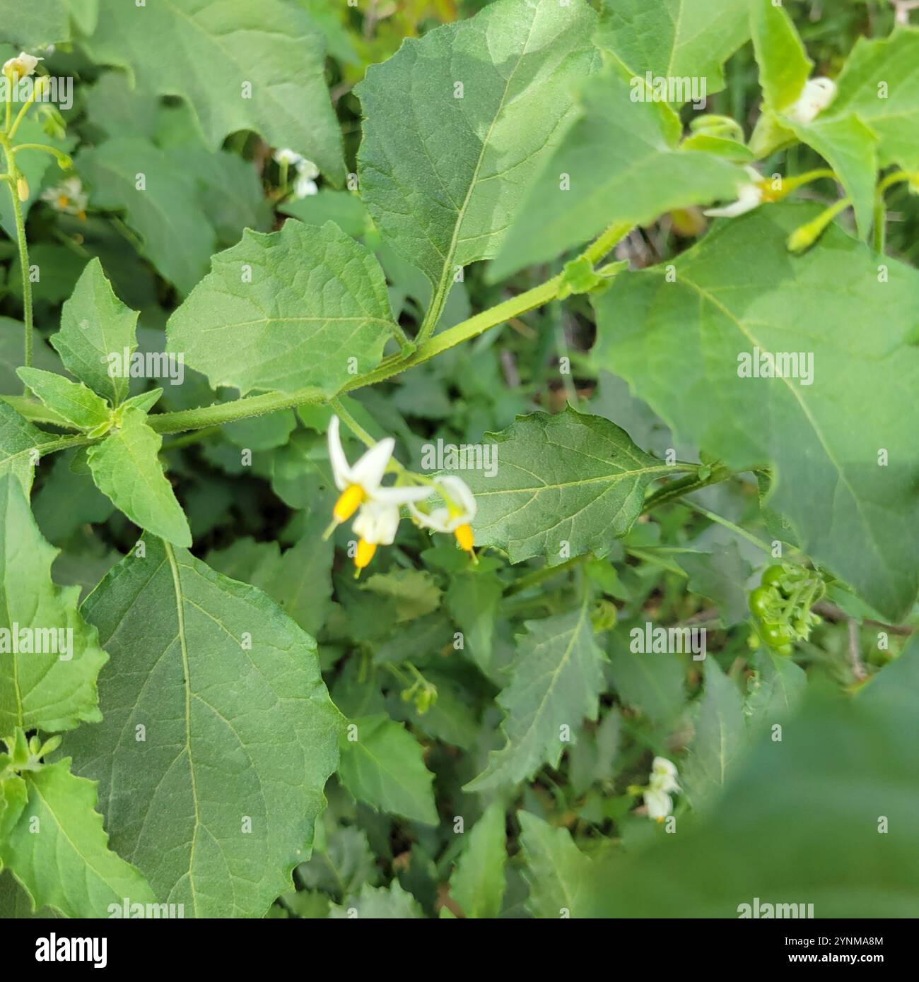 greenspot nightshade (Solanum douglasii Stock Photo - Alamy