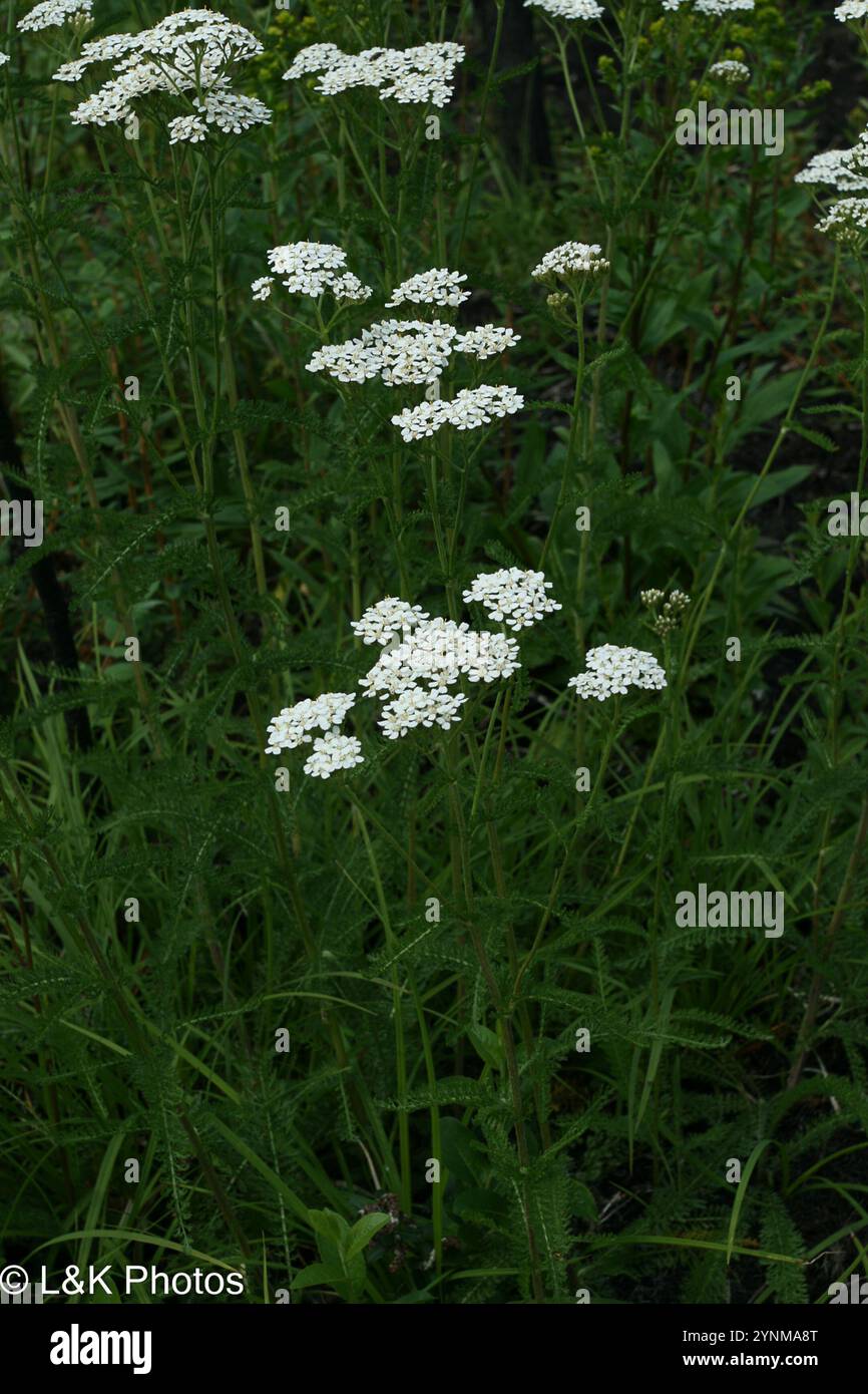 Northern Yarrow (Achillea millefolium borealis Stock Photo - Alamy