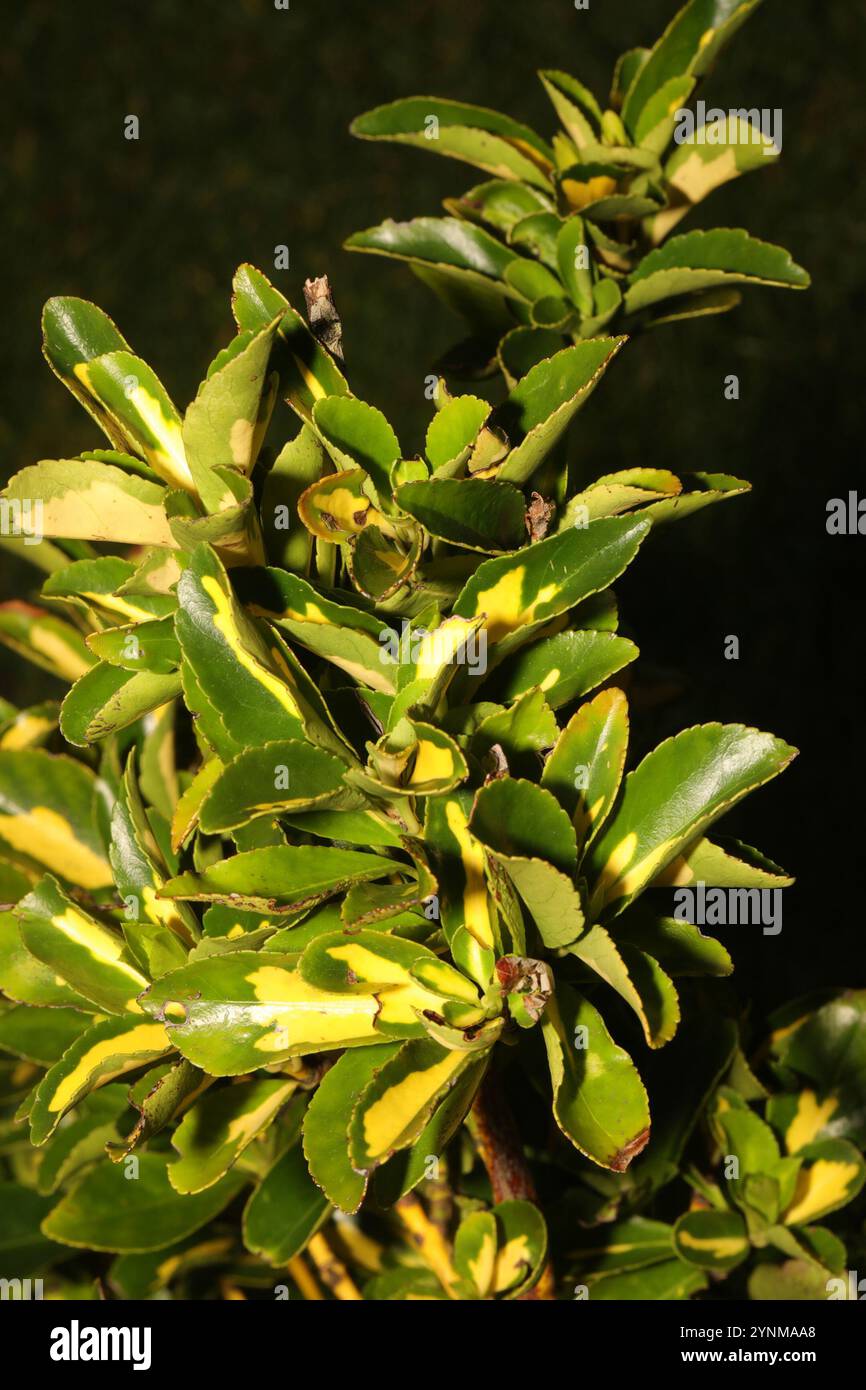 Japanese spindle tree (Euonymus japonicus Stock Photo - Alamy