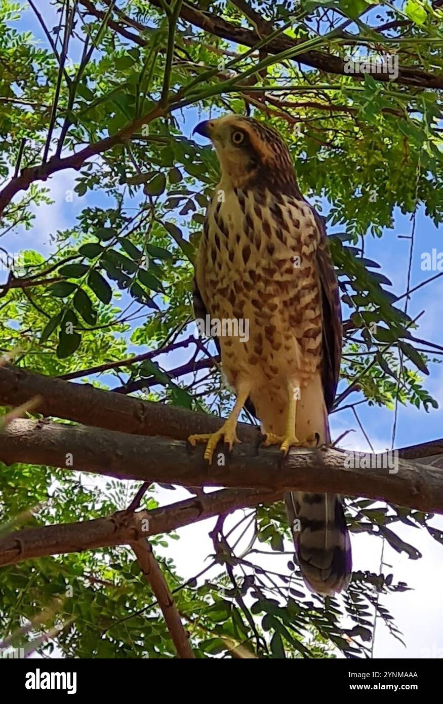 Roadside Hawk (Rupornis magnirostris Stock Photo - Alamy