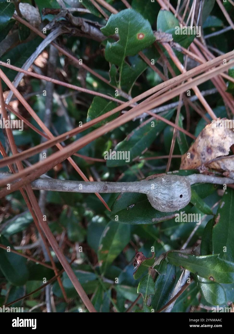 Southern Live Oak Stem Gall Wasp (Callirhytis quercusbatatoides Stock ...