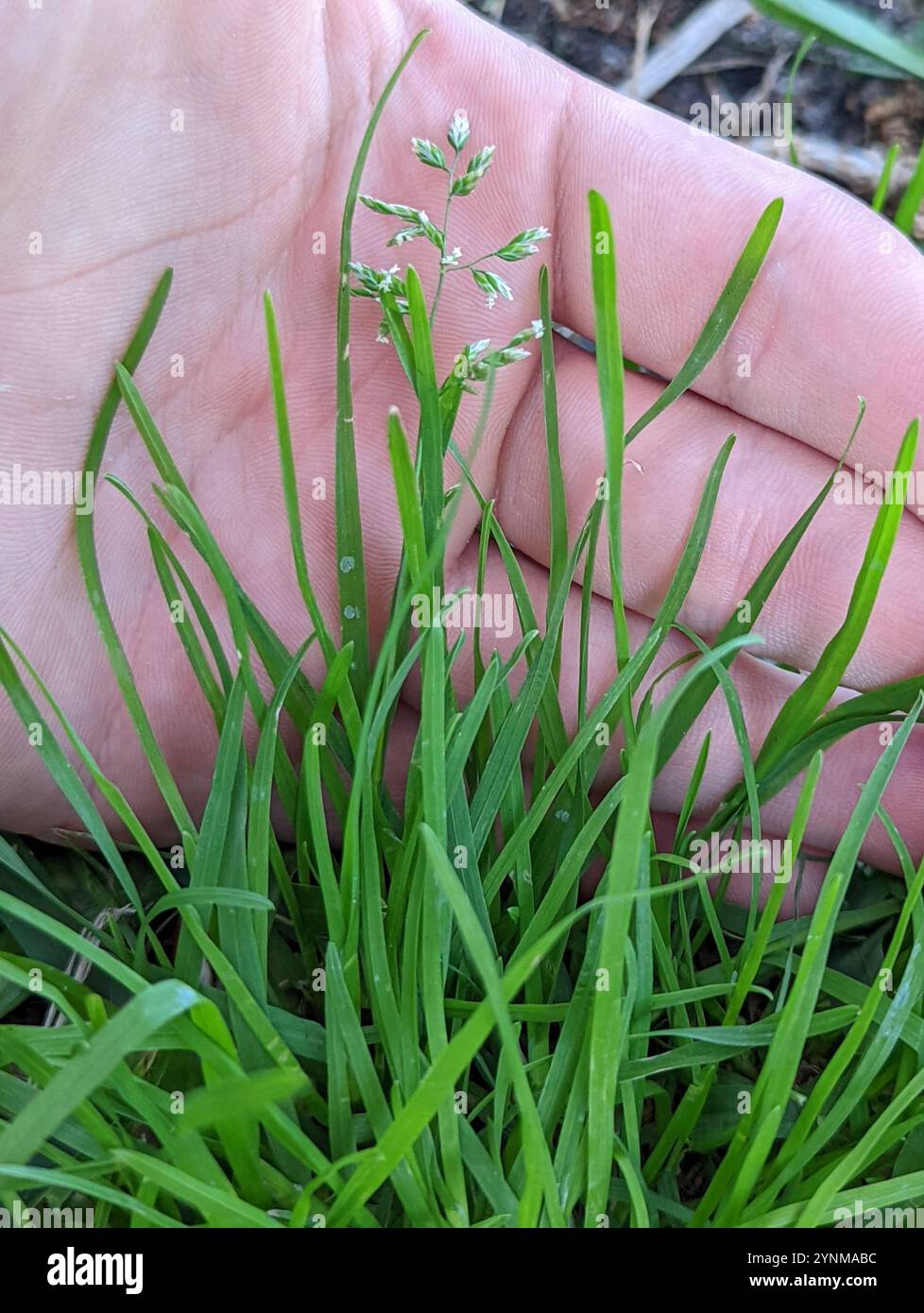 Annual Meadow-grass (Poa annua Stock Photo - Alamy