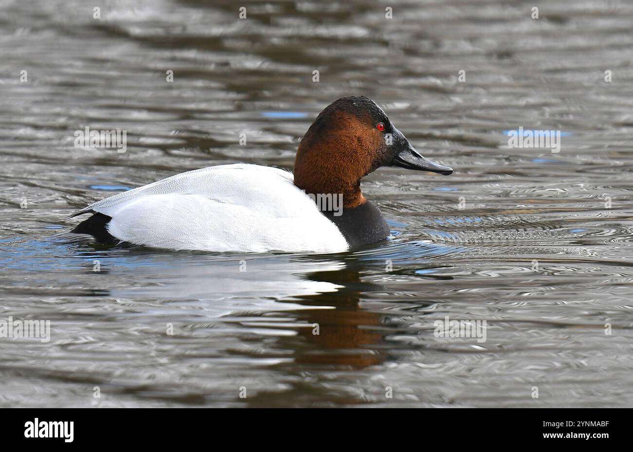 Canvasback (Aythya valisineria Stock Photo - Alamy