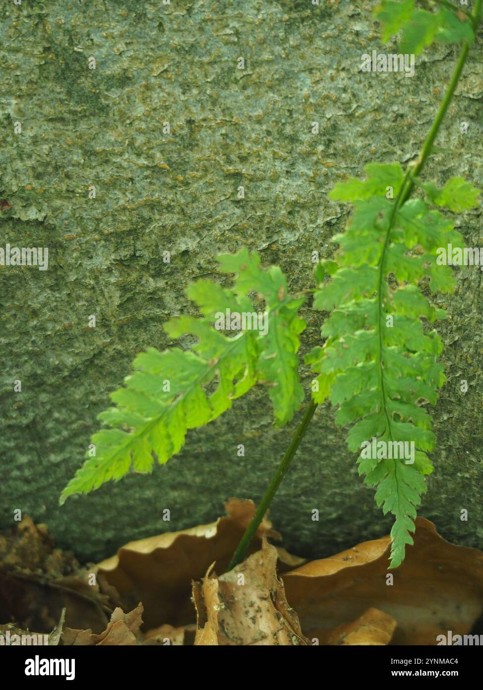 spinulose wood fern (Dryopteris carthusiana Stock Photo - Alamy