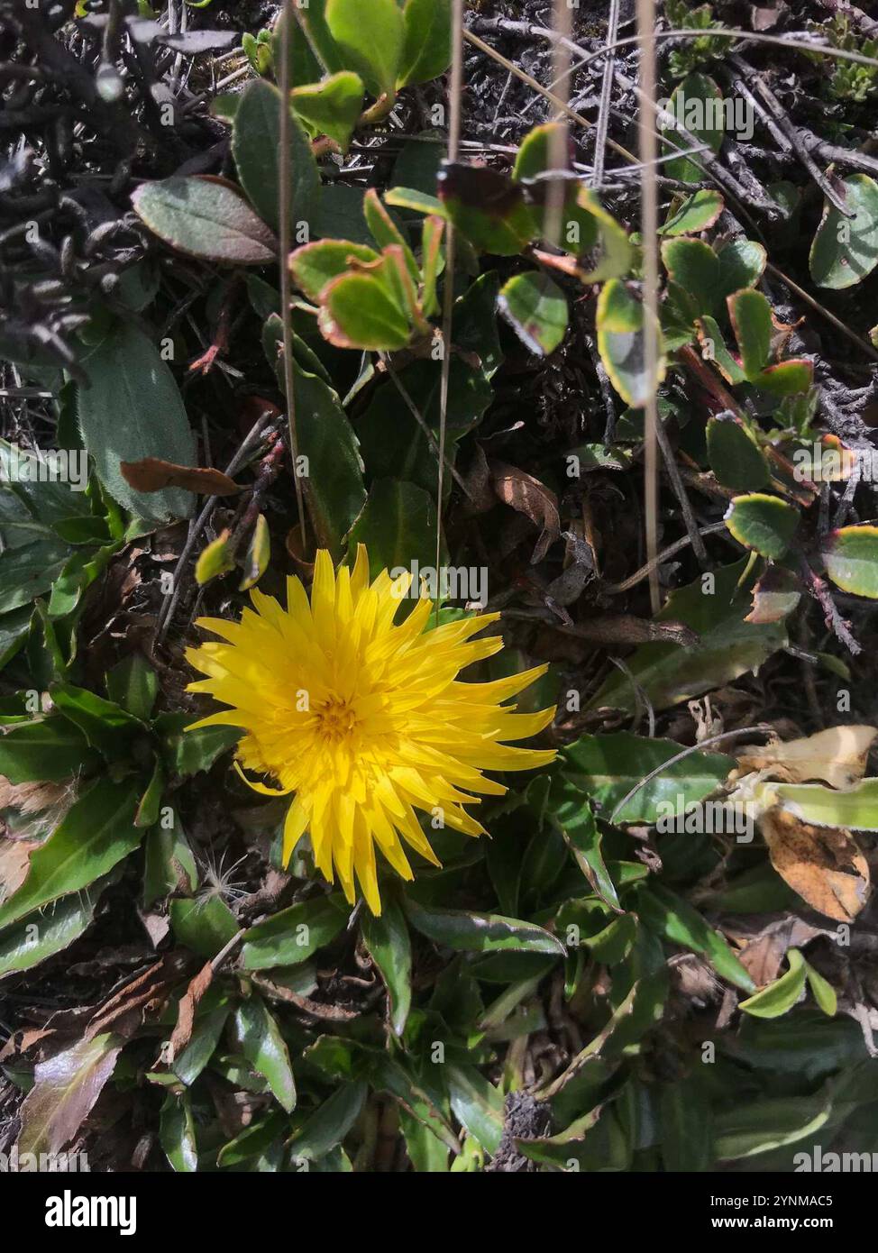 Chikku Chikku (Hypochaeris sessiliflora Stock Photo - Alamy