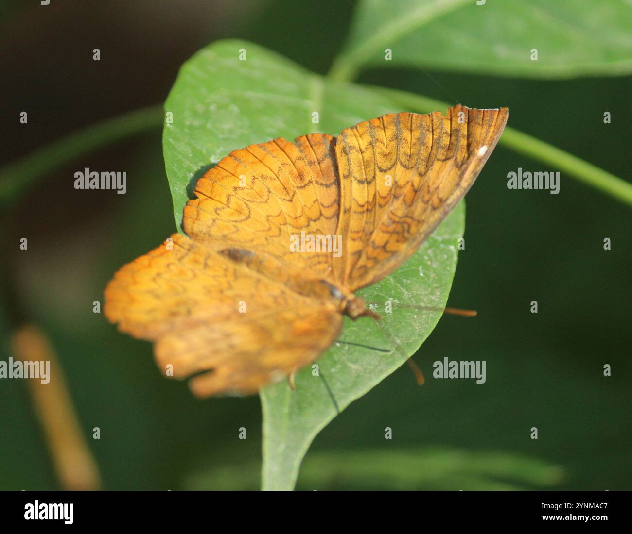 Common Castor Butterfly (Ariadne merione Stock Photo - Alamy