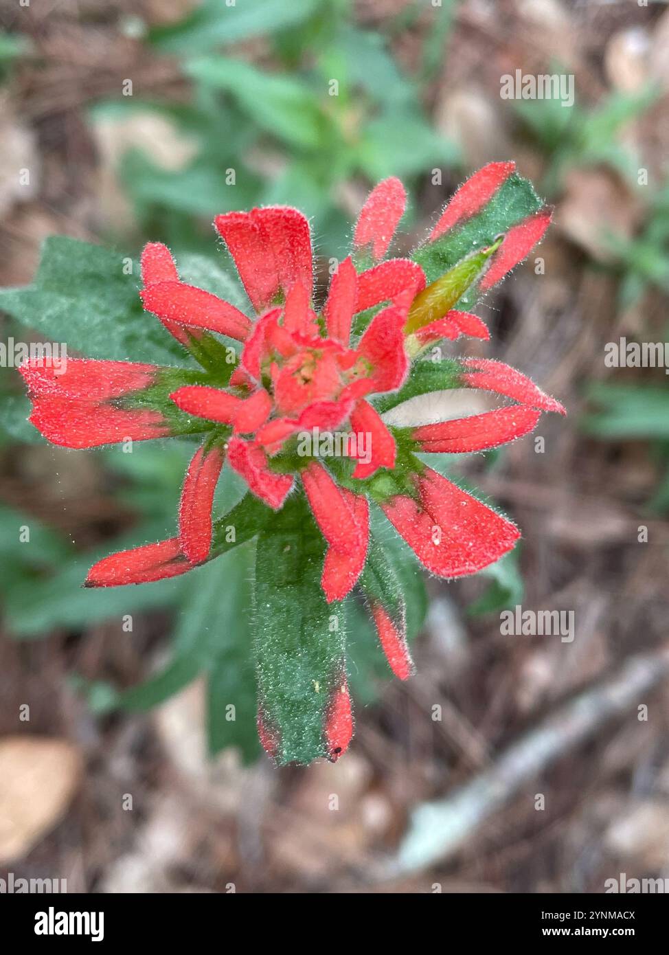 Coast Paintbrush (Castilleja affinis affinis Stock Photo - Alamy