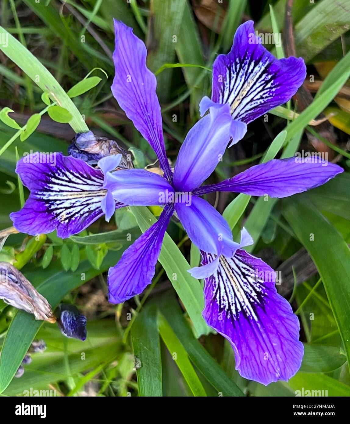 Douglas iris (Iris douglasiana Stock Photo - Alamy