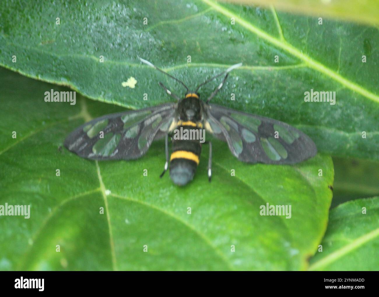 Handmaiden moth (Syntomoides imaon Stock Photo - Alamy
