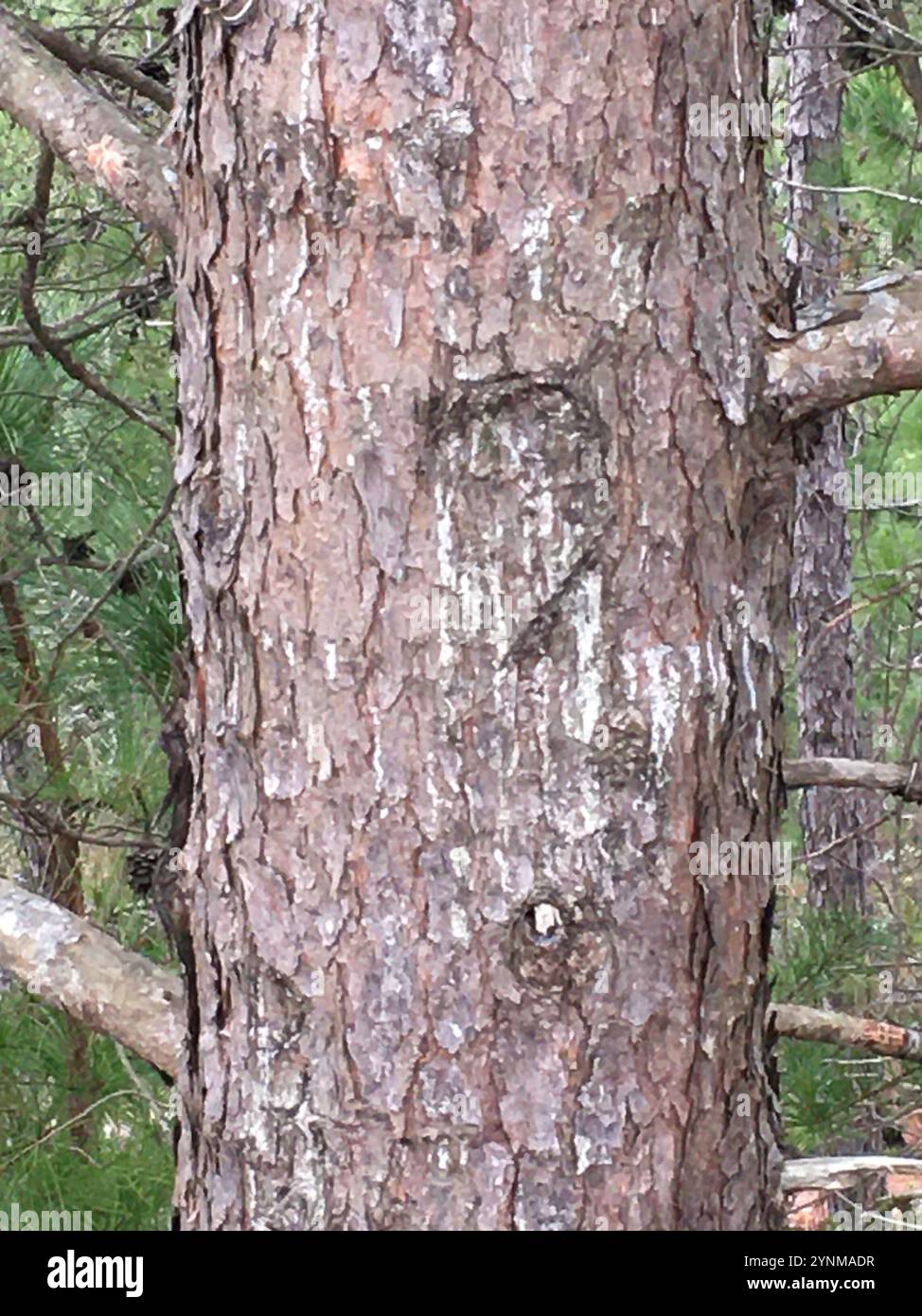 Virginia pine (Pinus virginiana Stock Photo - Alamy