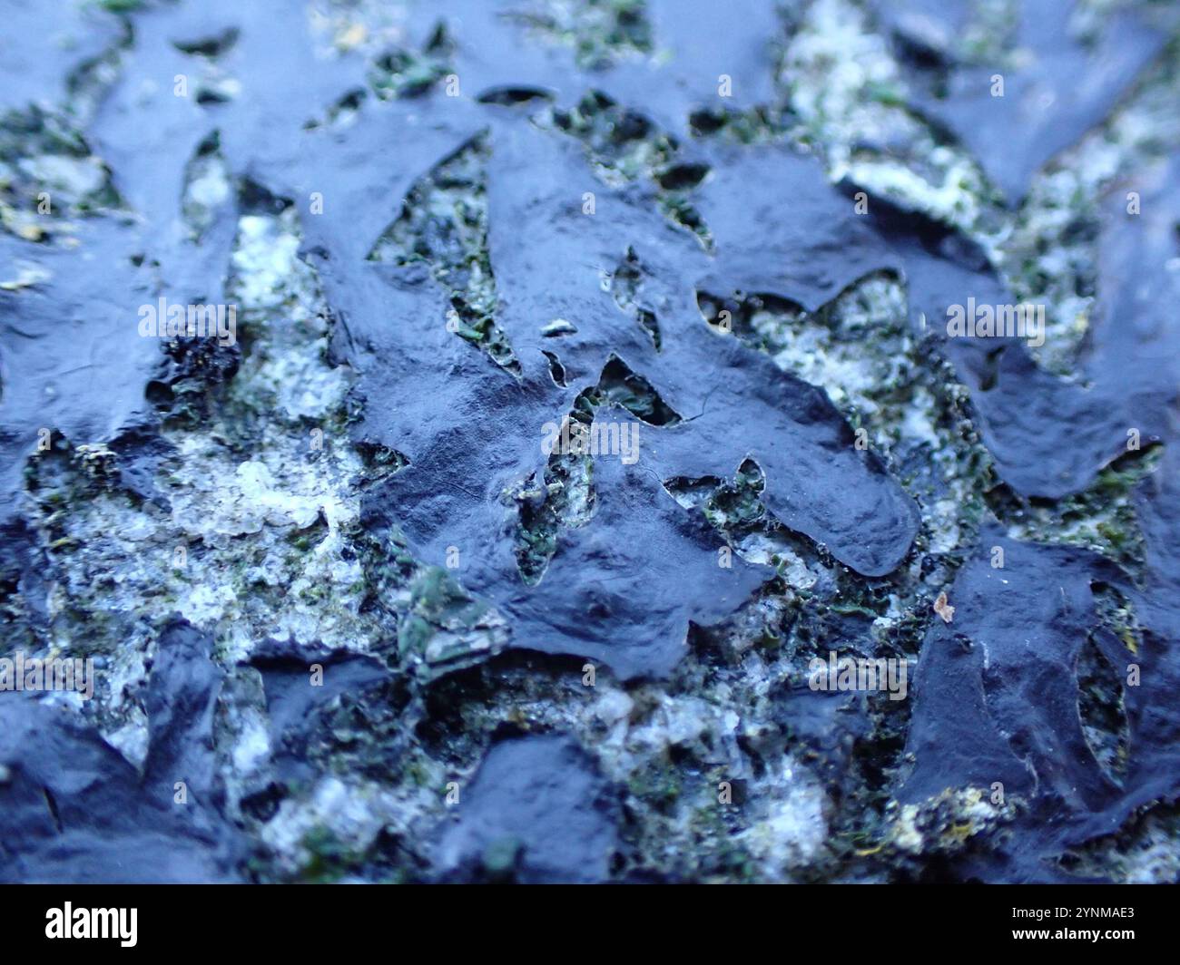 green algae (Chlorophyta Stock Photo - Alamy