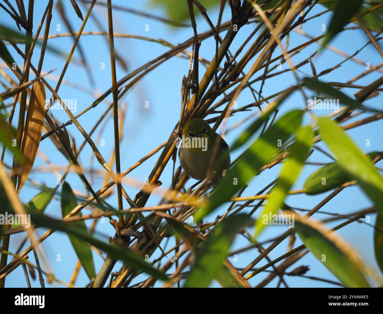 Swinhoe's White-eye (Zosterops simplex Stock Photo - Alamy