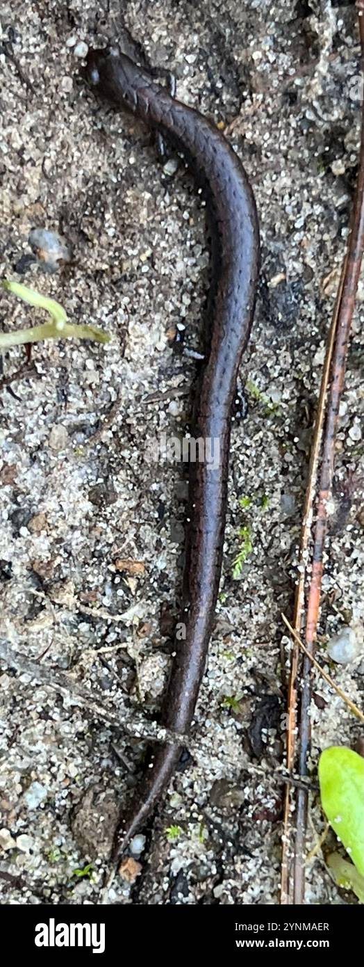 California Slender Salamander (Batrachoseps attenuatus Stock Photo - Alamy