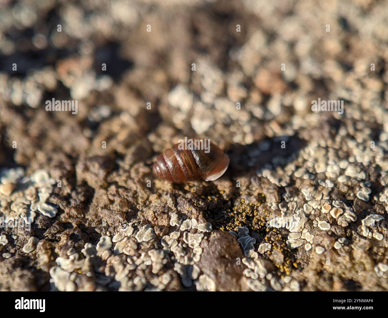 Common Chrysalis-Snail (Lauria cylindracea Stock Photo - Alamy